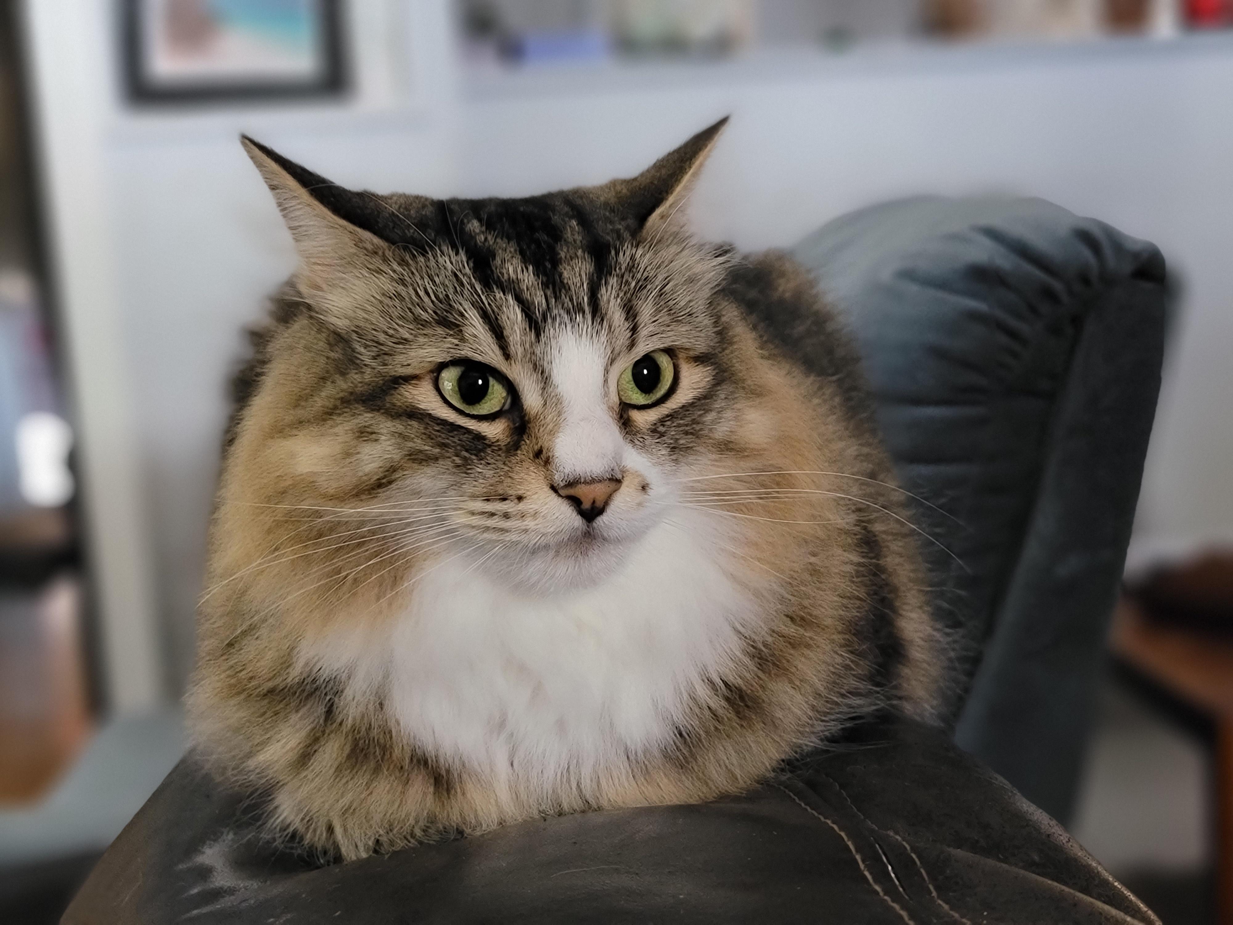 Rate this loaf - my cat Helix | Scrolller