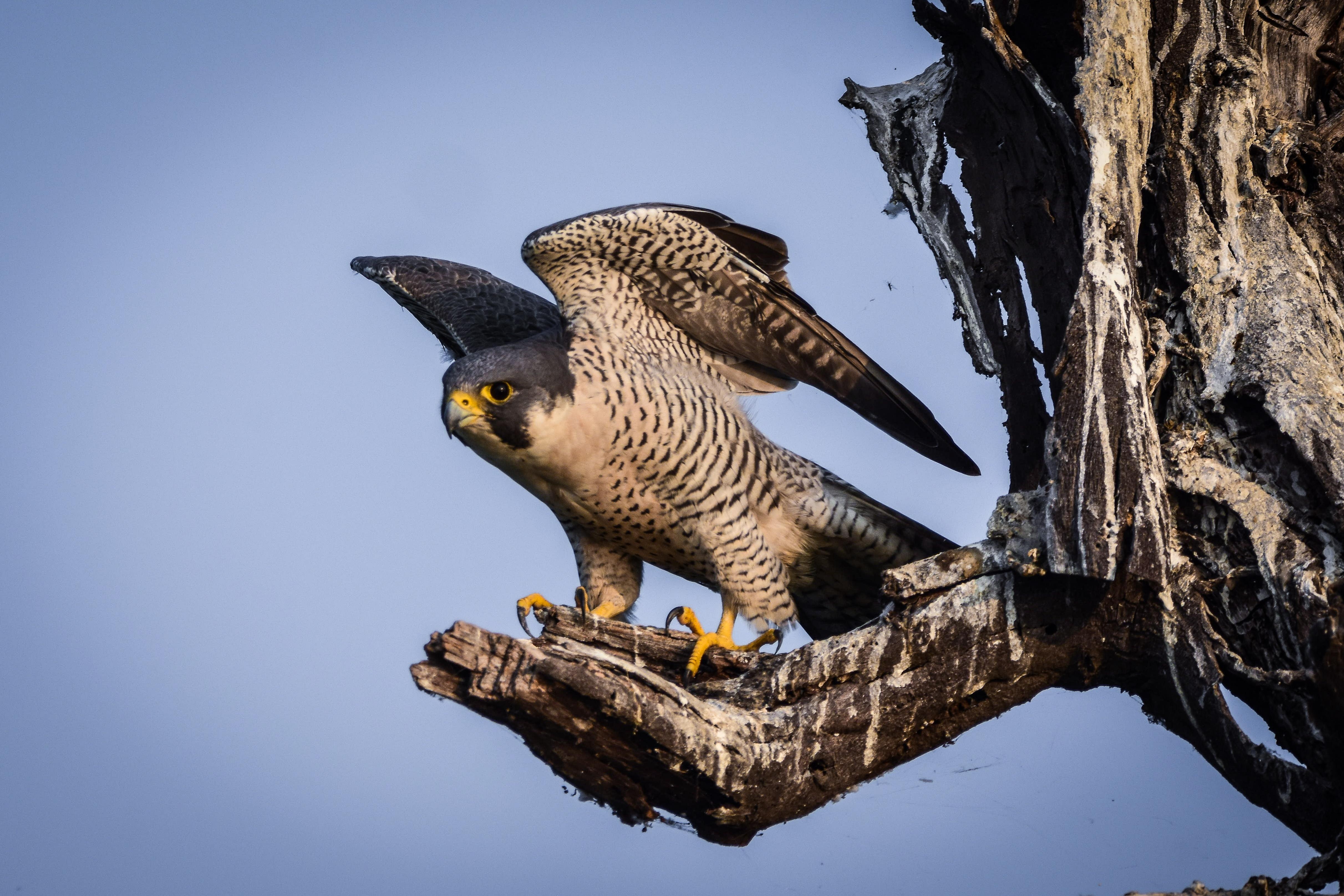 Ready for flight | Scrolller