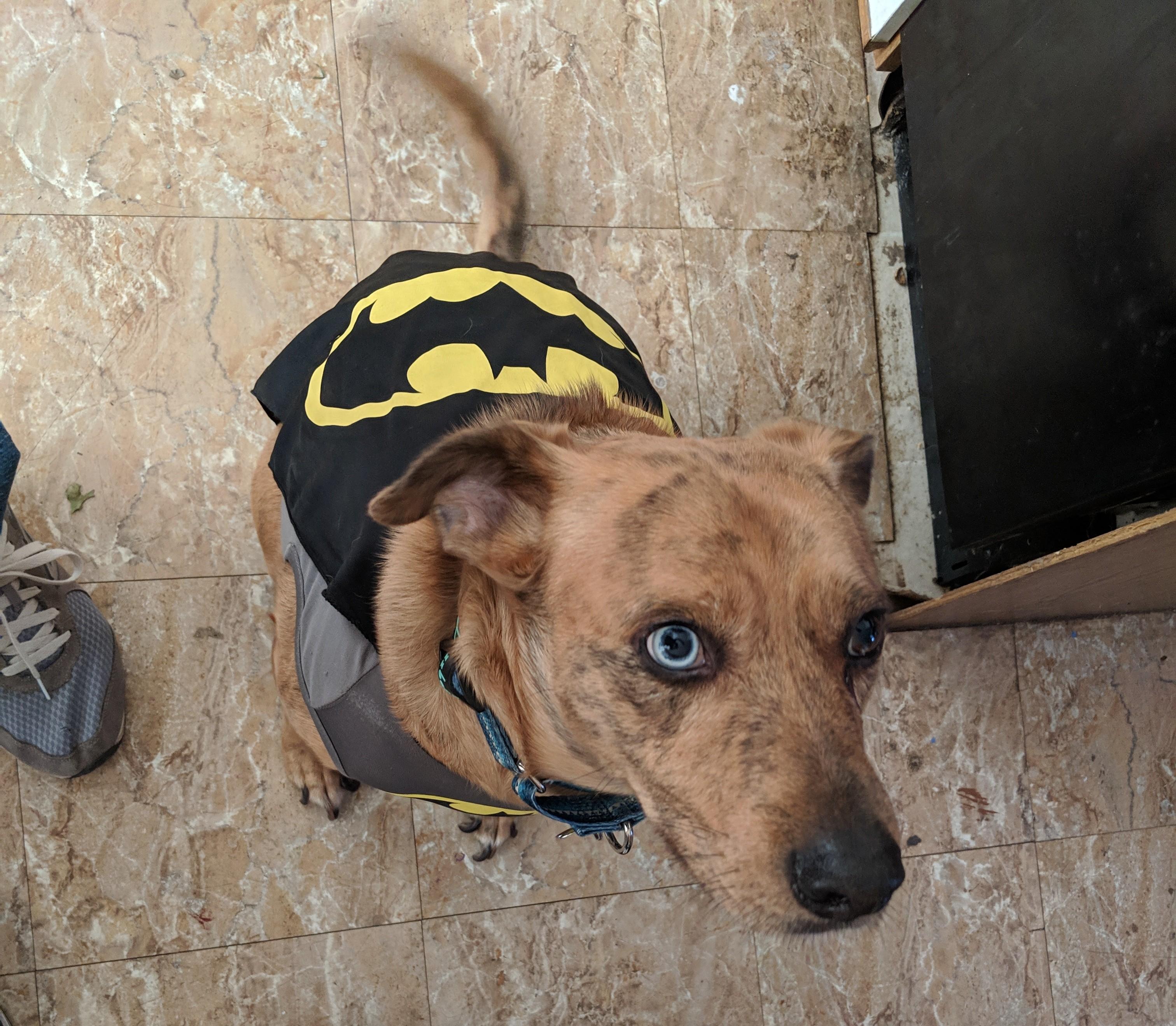 Ready to go fight crime | Scrolller