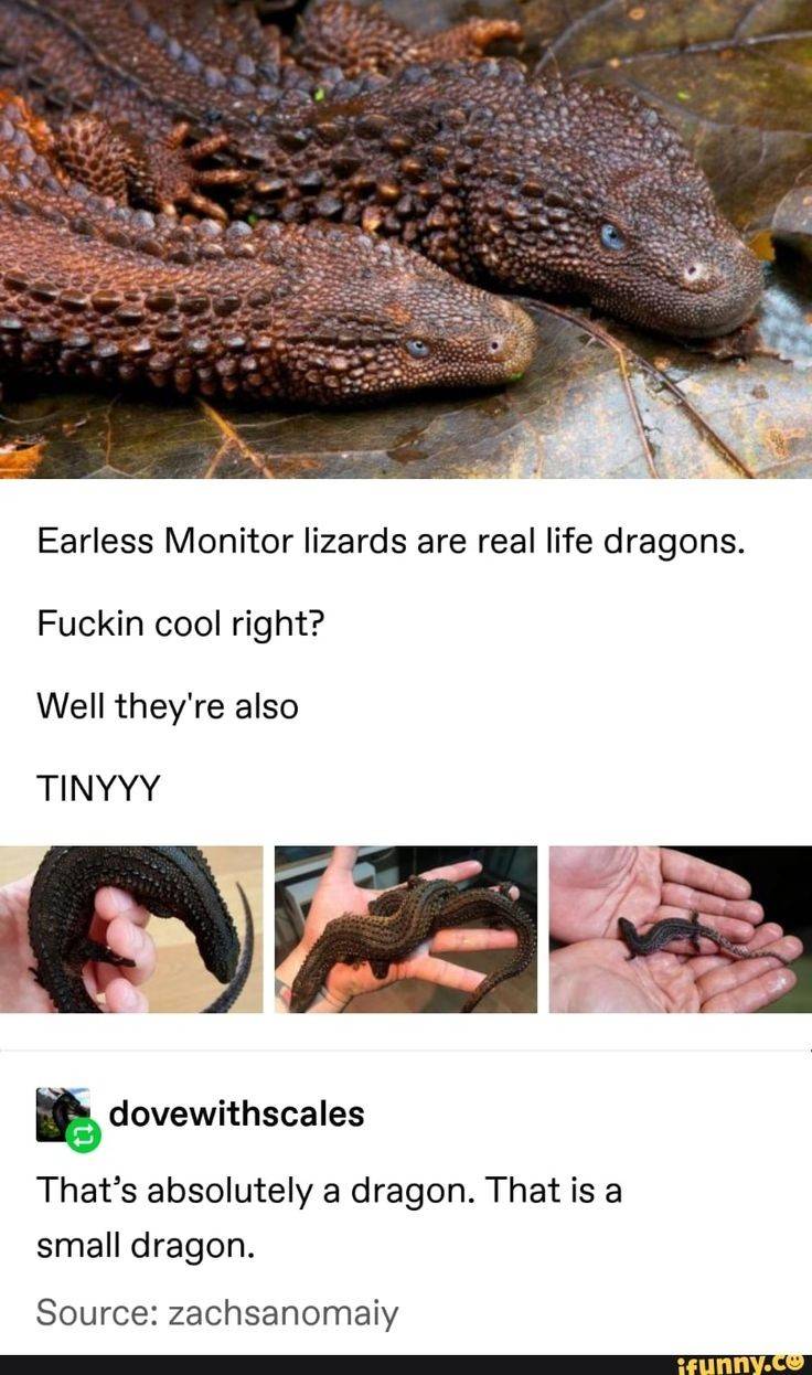 Real-life dragons | Scrolller