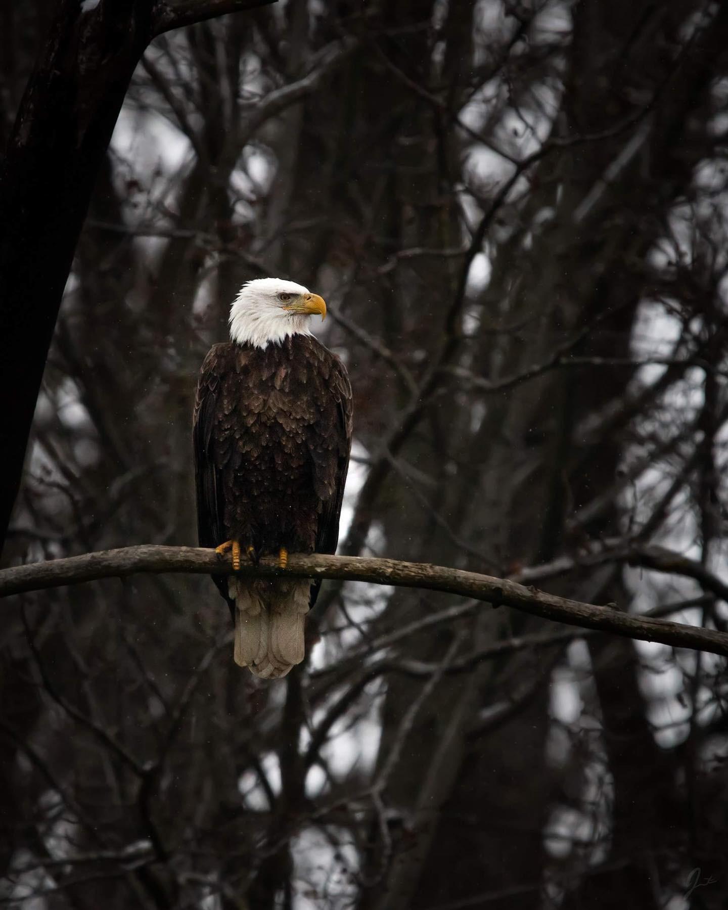 Very happy with my Bald Eagle shot! | Scrolller