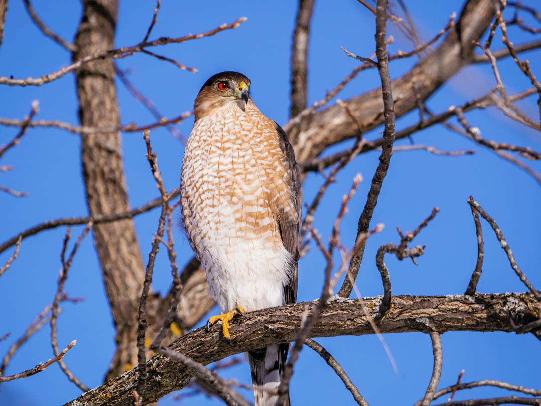 Recently got into bird photography. Cooper's hawk. | Scrolller