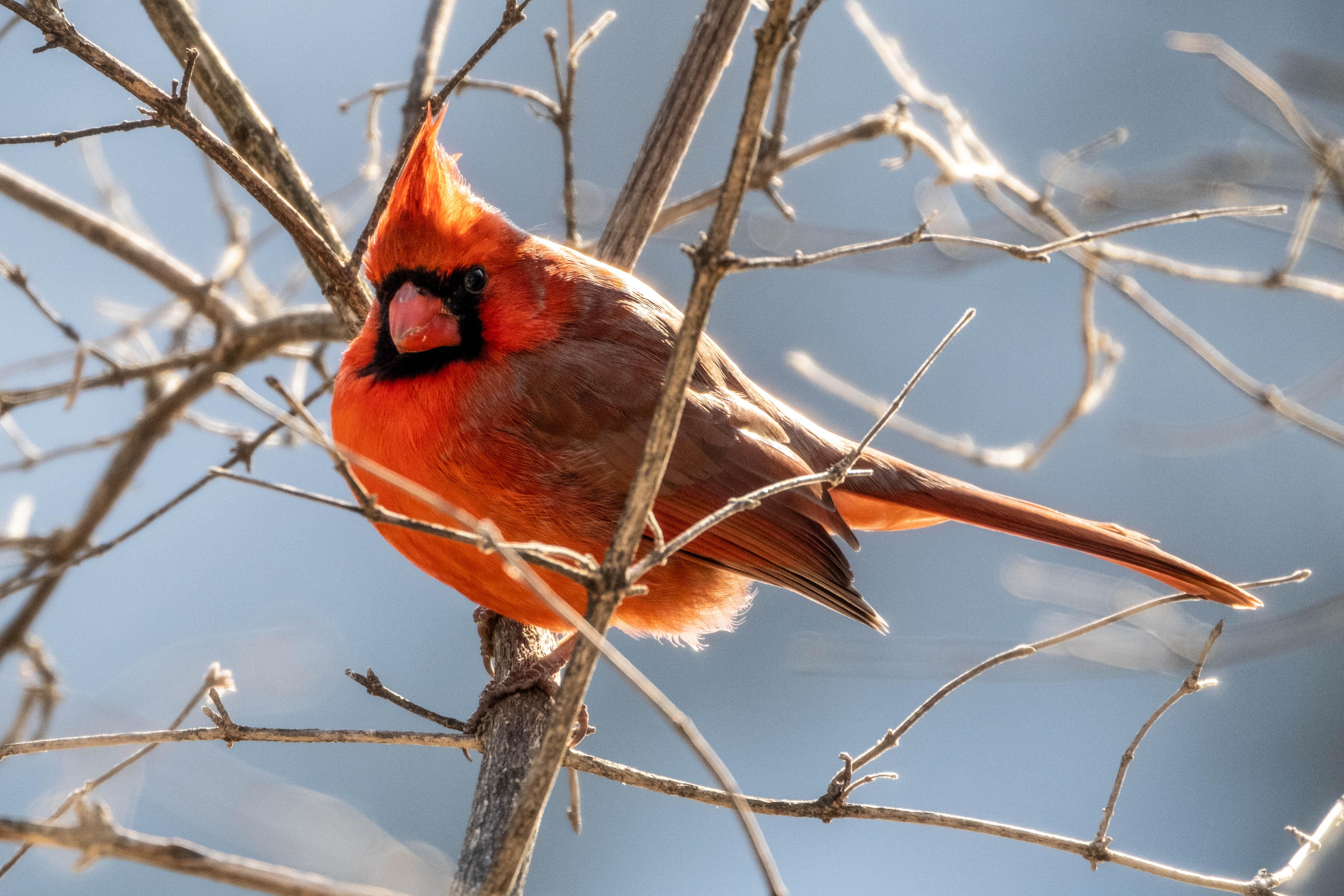 Red borb | Scrolller