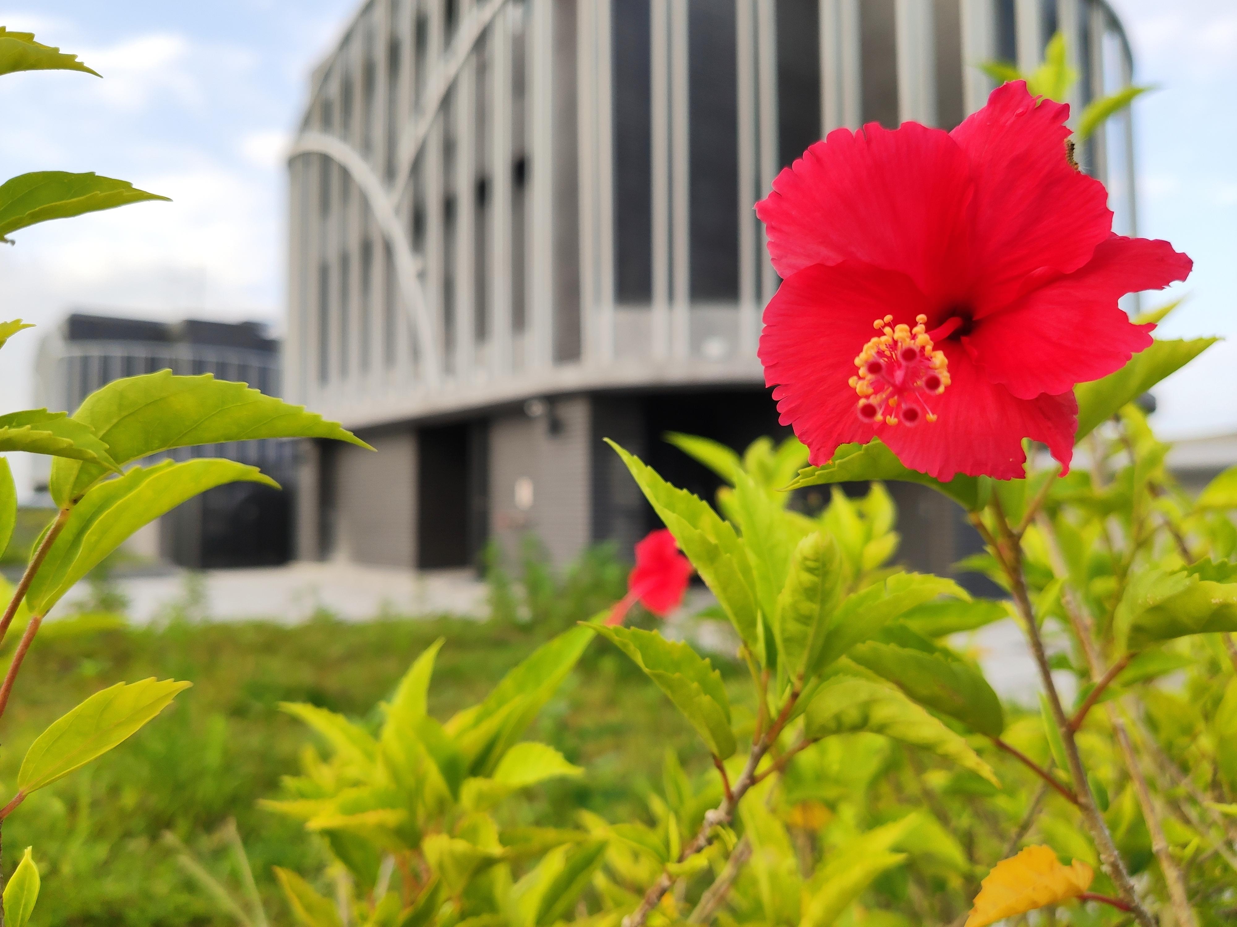 Red Hibiscus | Scrolller