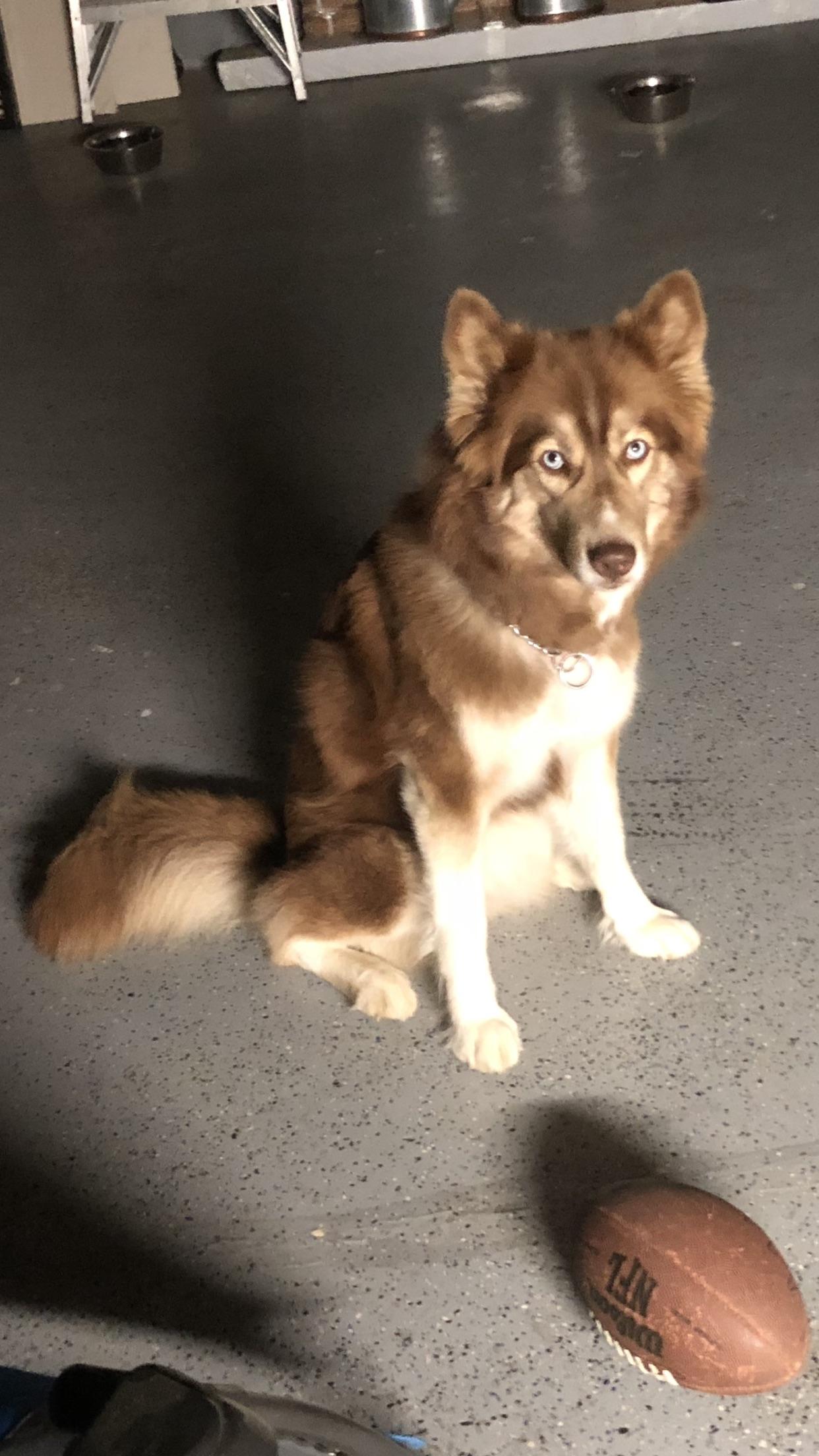 Red Husky, Aya Sophia | Scrolller