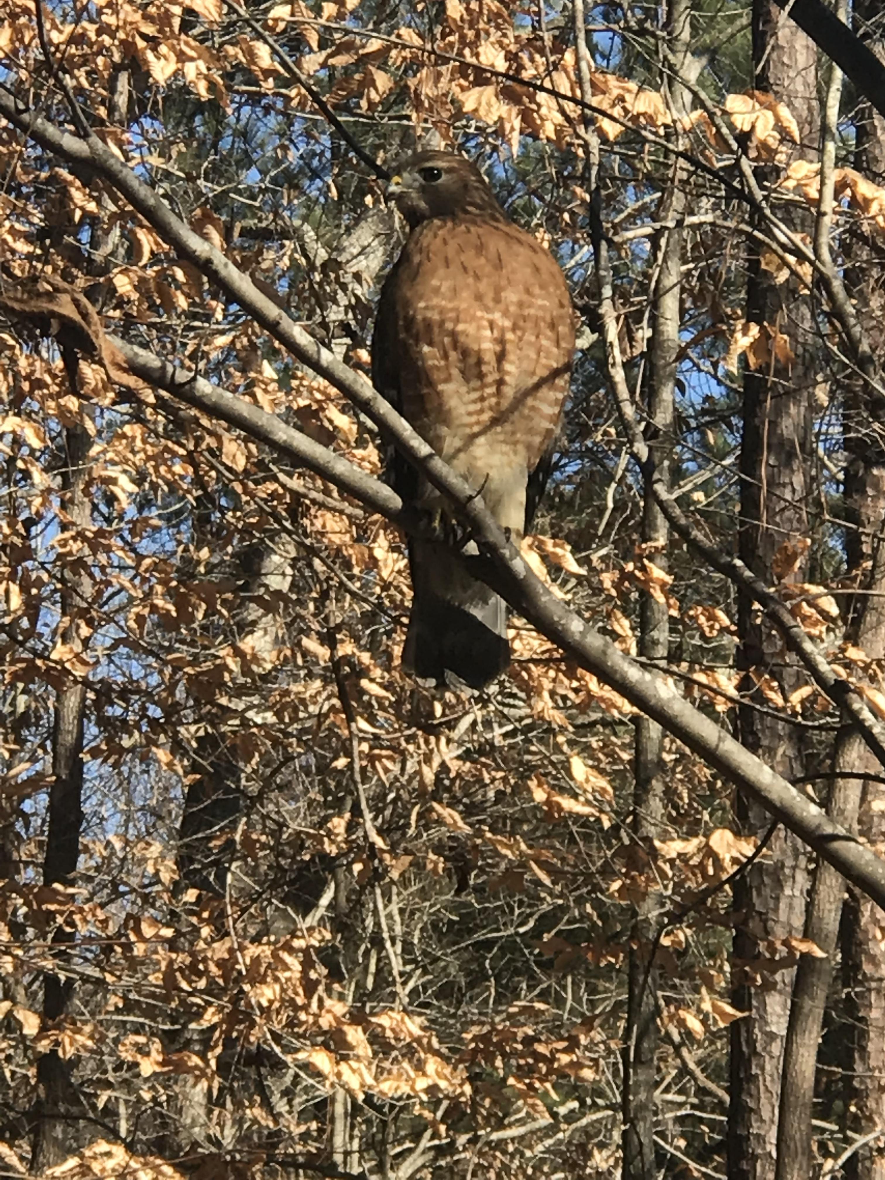 Red shouldered hawk. North Cary Park. Cary, NC. | Scrolller