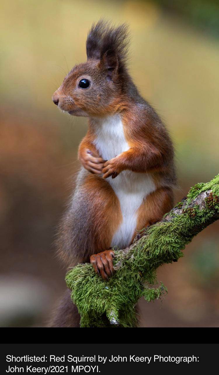 🔥 red squirrel | Scrolller