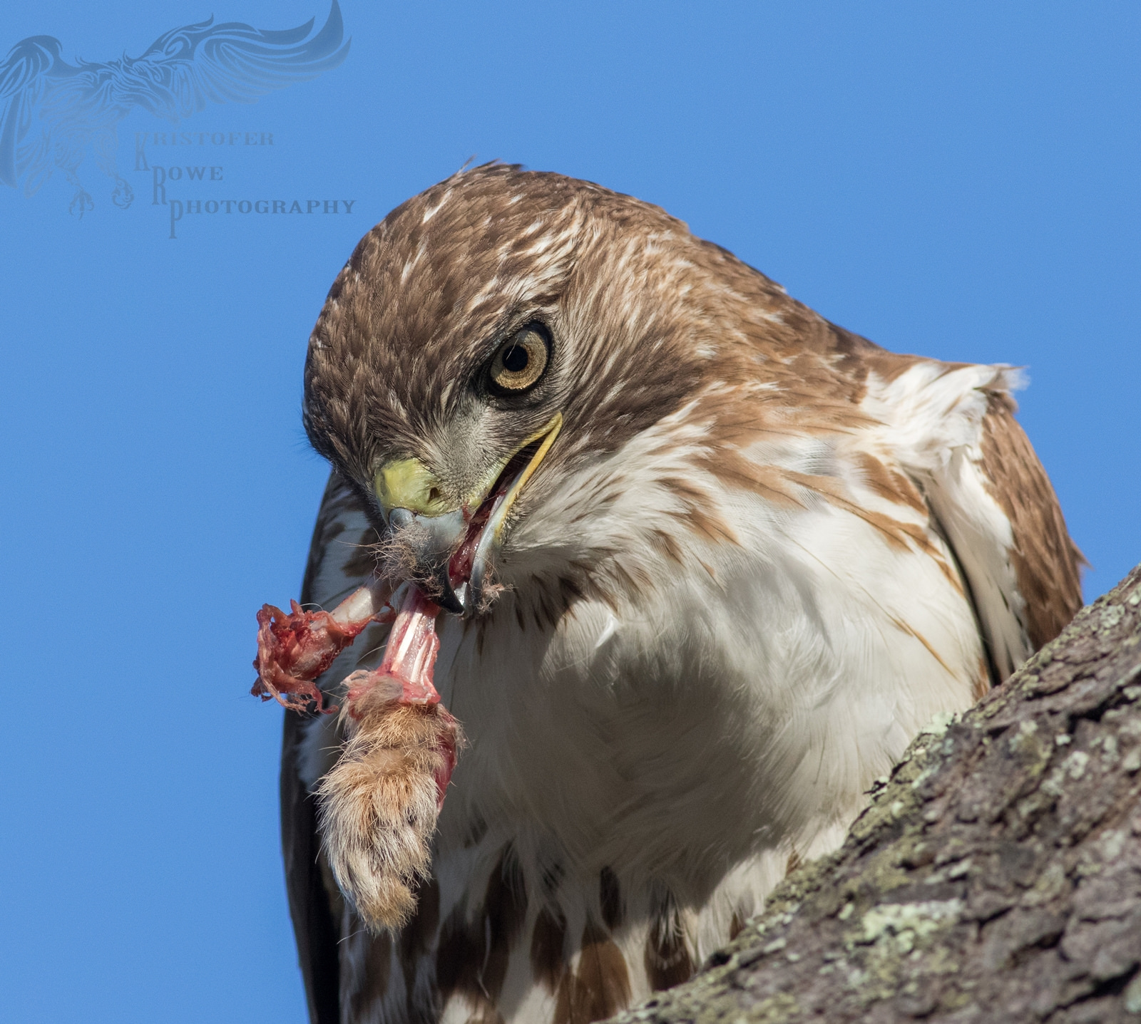 Red-tailed Hawk eating a squirrel's foot | Scrolller