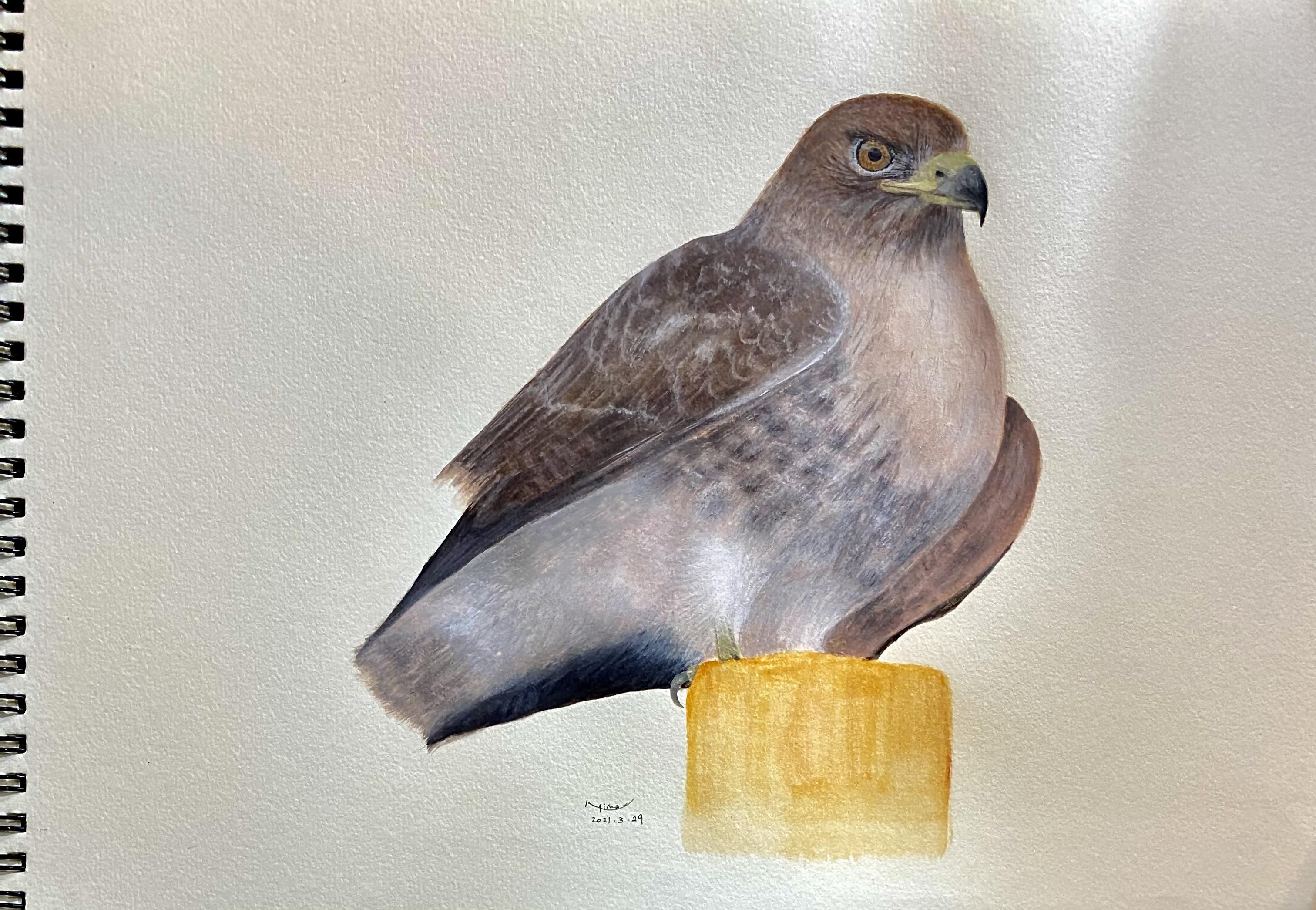 red-tailed hawk, me, watercolor, 2021 | Scrolller
