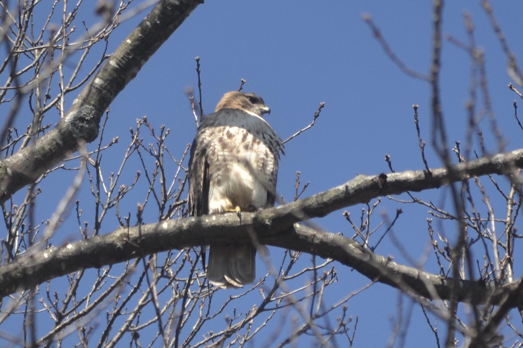 Red tailed hawk watching us | Scrolller