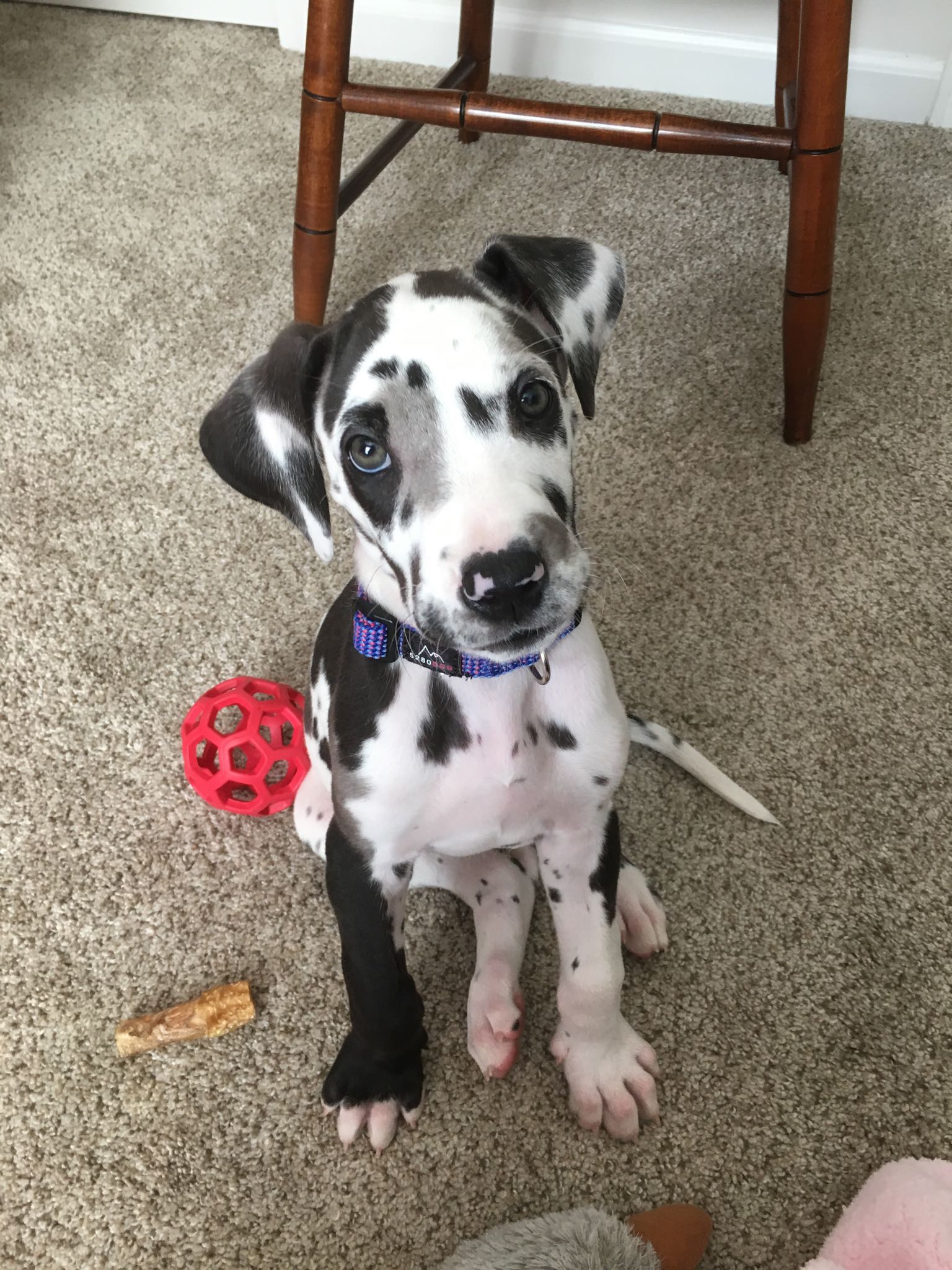 Reddit, meet Daisy | Scrolller