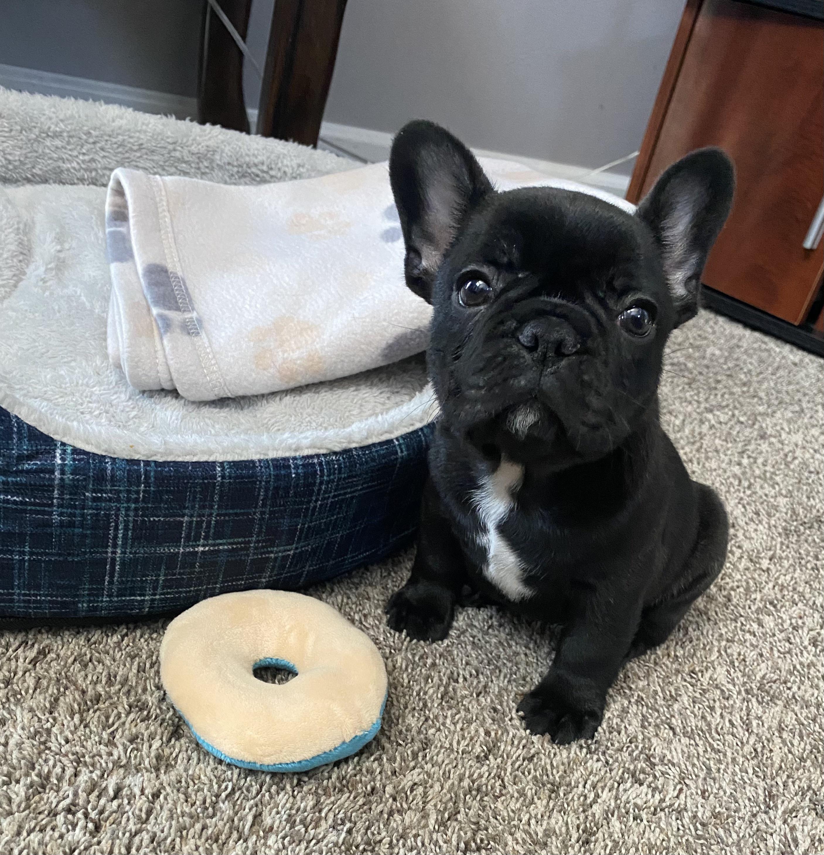 Reddit, meet Franklin! | Scrolller