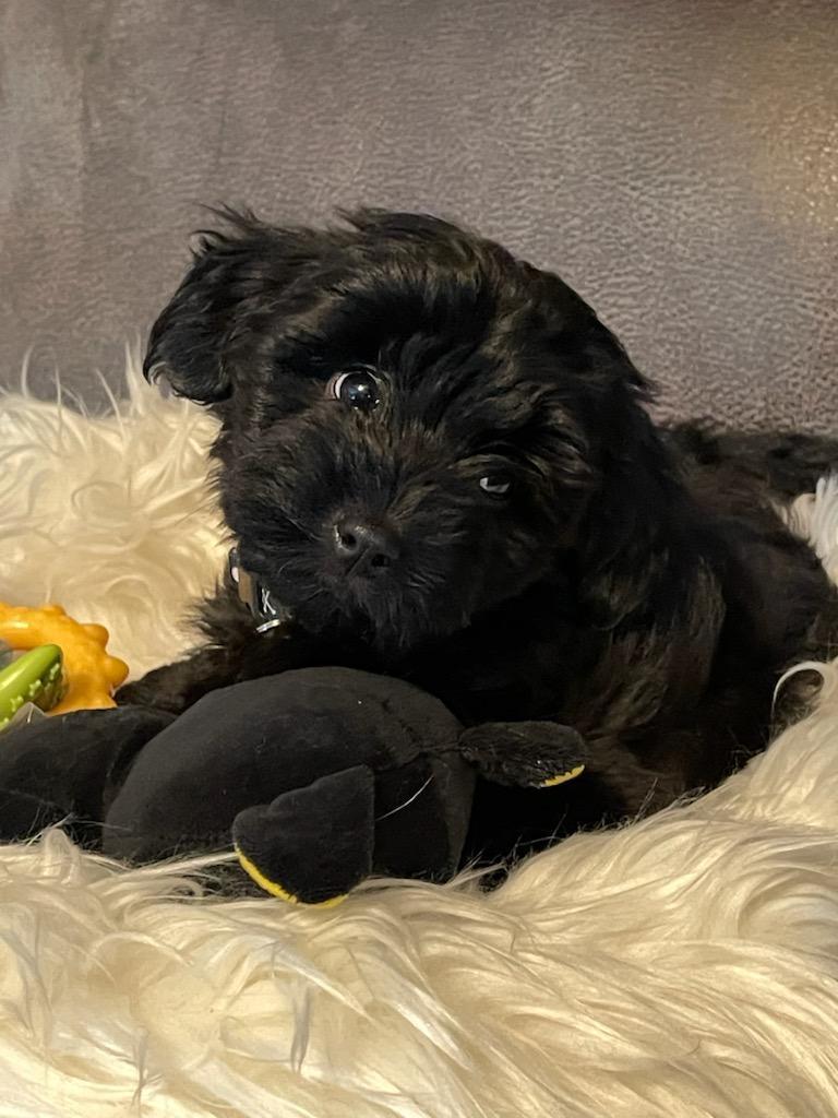 Reddit meet our new puppy Butters! | Scrolller