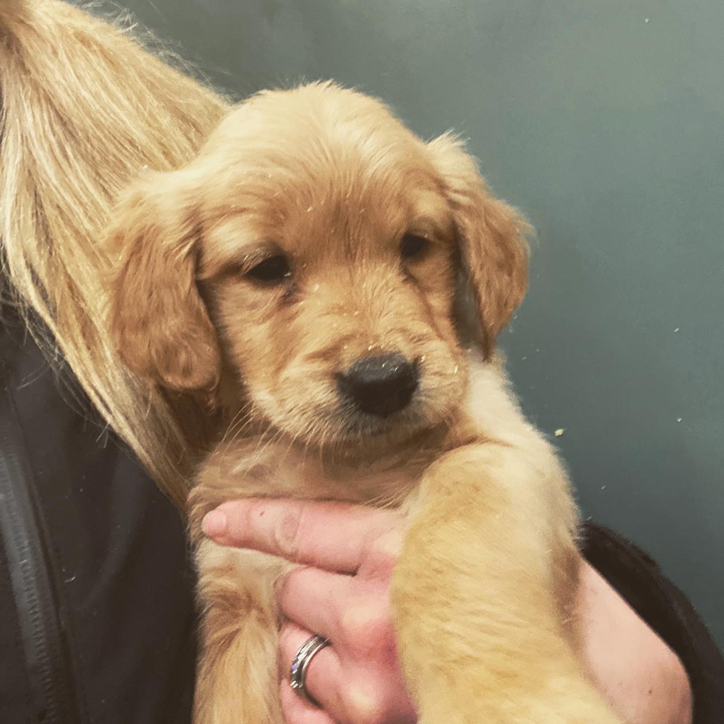 Reddit meet our puppy: Evie! | Scrolller