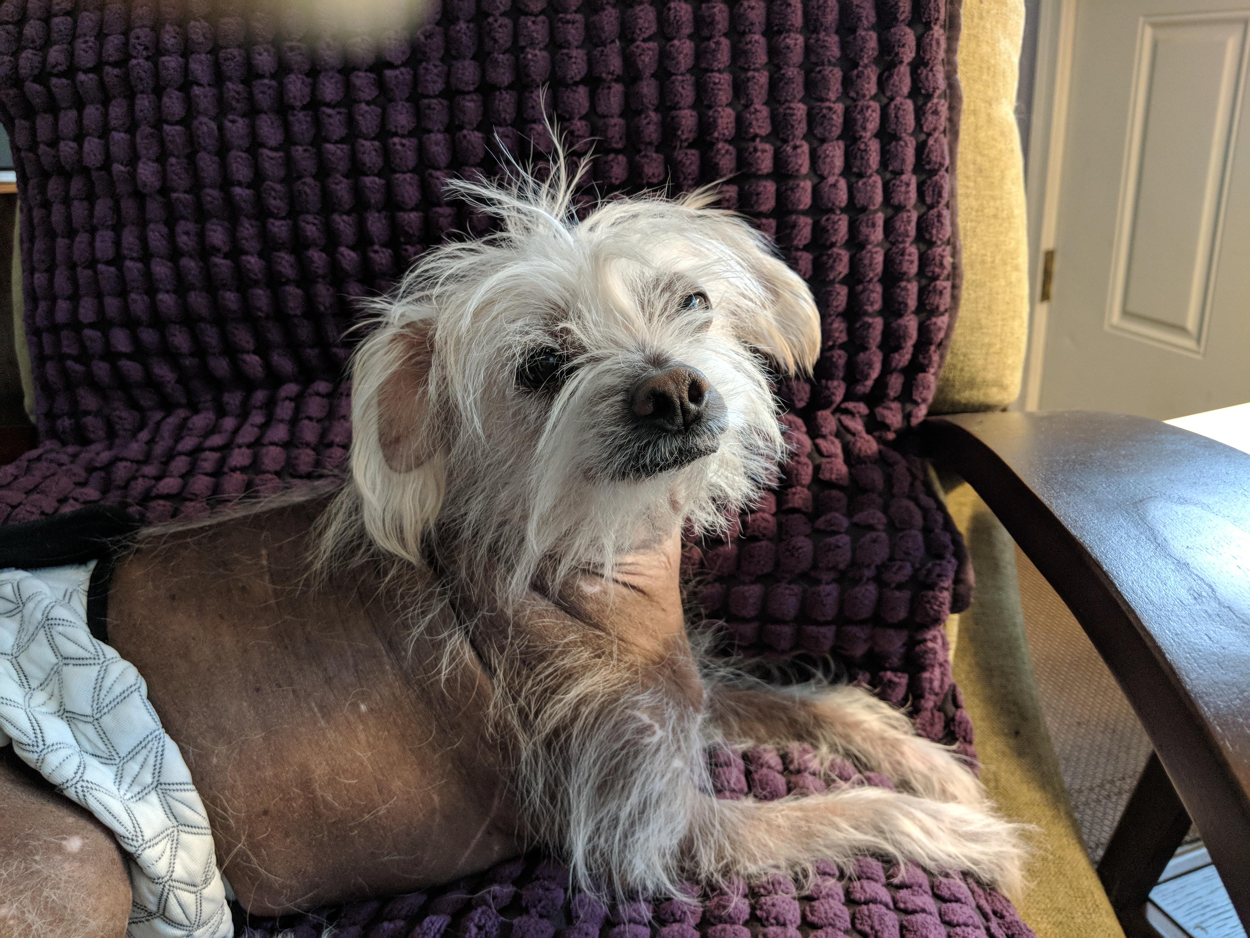 Reddit, meet Peloncito! | Scrolller