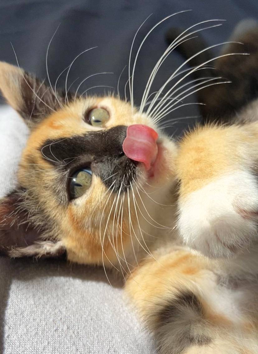 Reddit World, meet Sami. | Scrolller