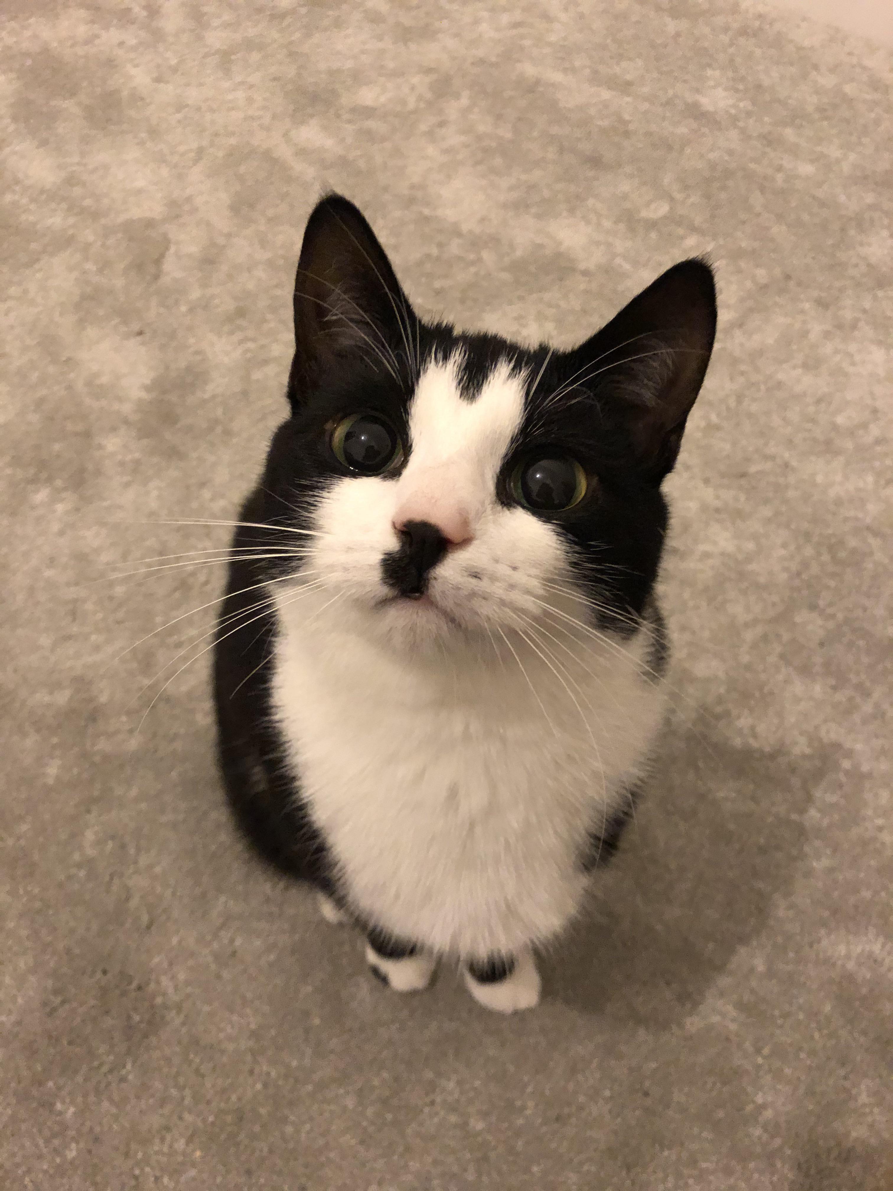 Redditors keep pointing out I have a kitler... So here’s my adorable kitler | Scrolller