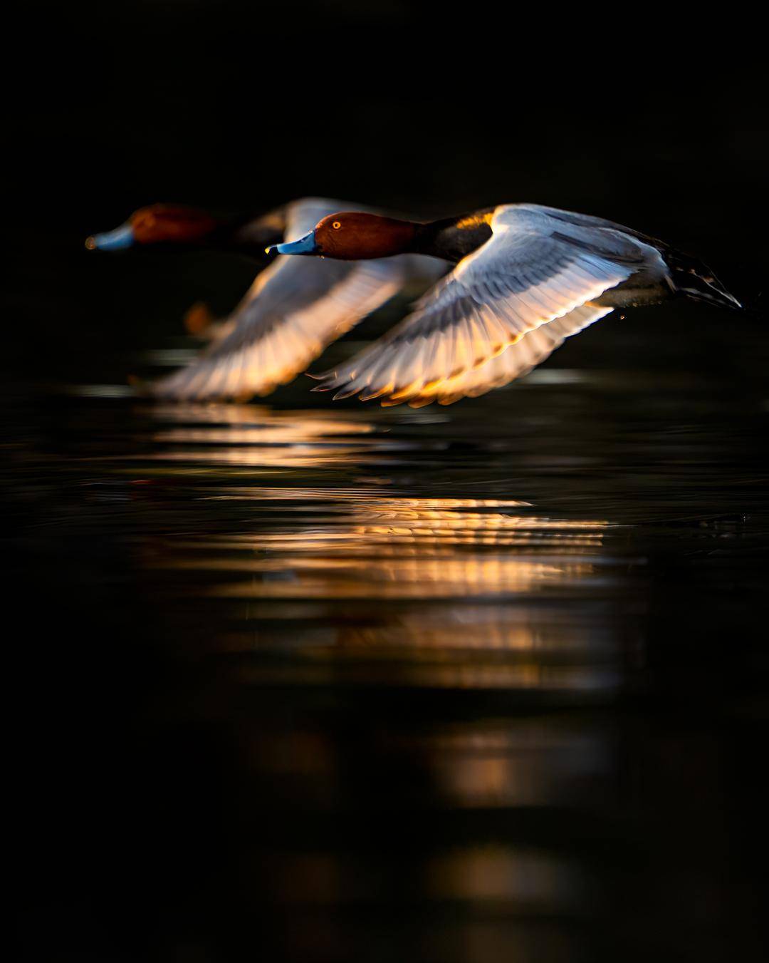 Redheads Scrolller