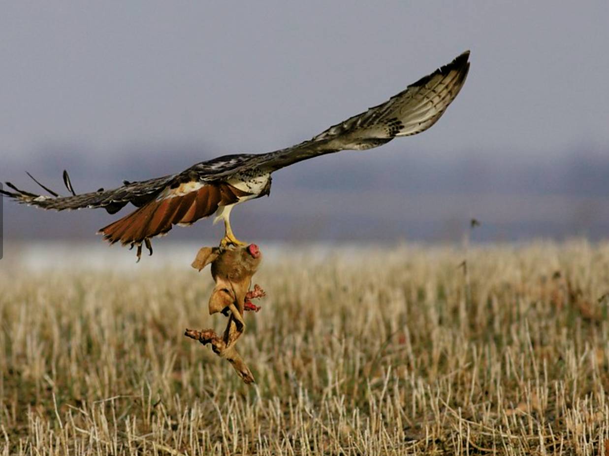 Redtail hawk with piglet head | Scrolller