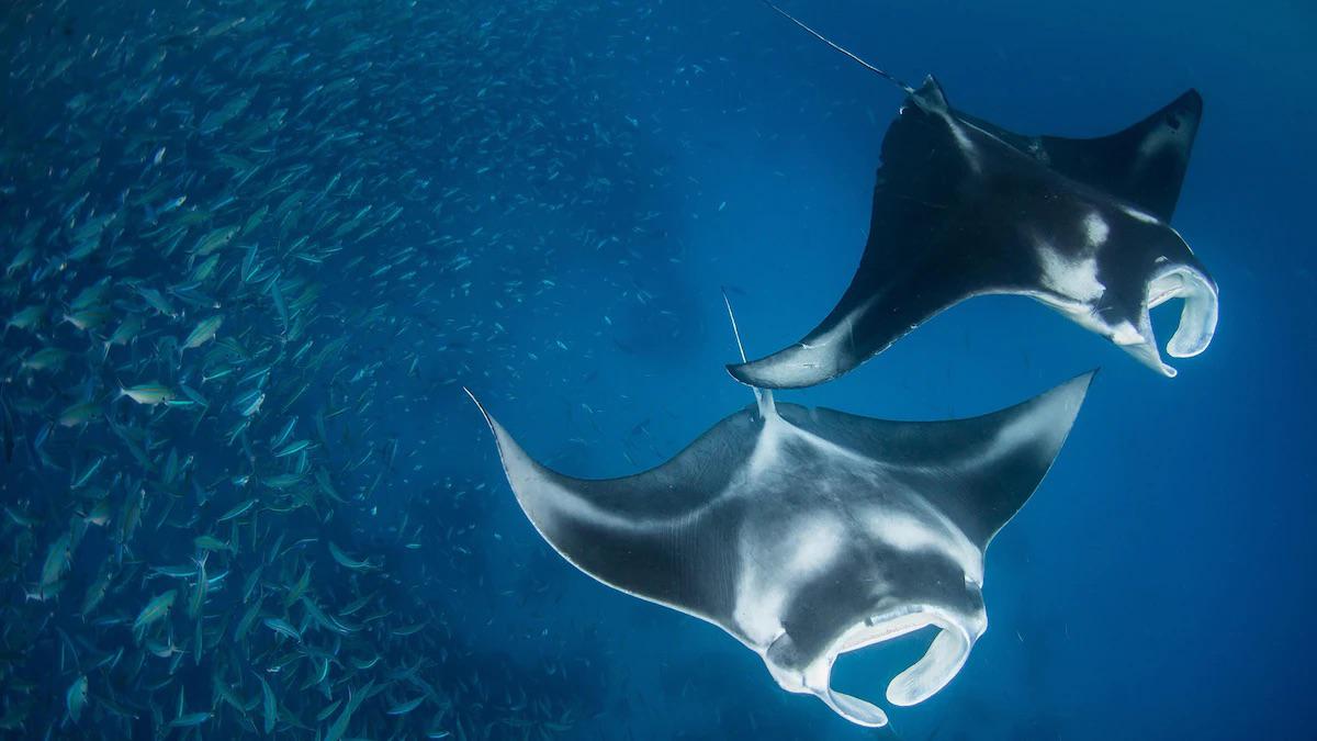 Reef Manta Ray | Scrolller