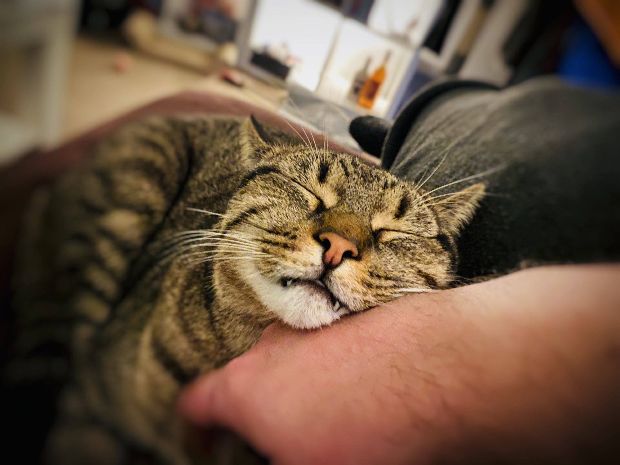 Relaxed vampire cat | Scrolller