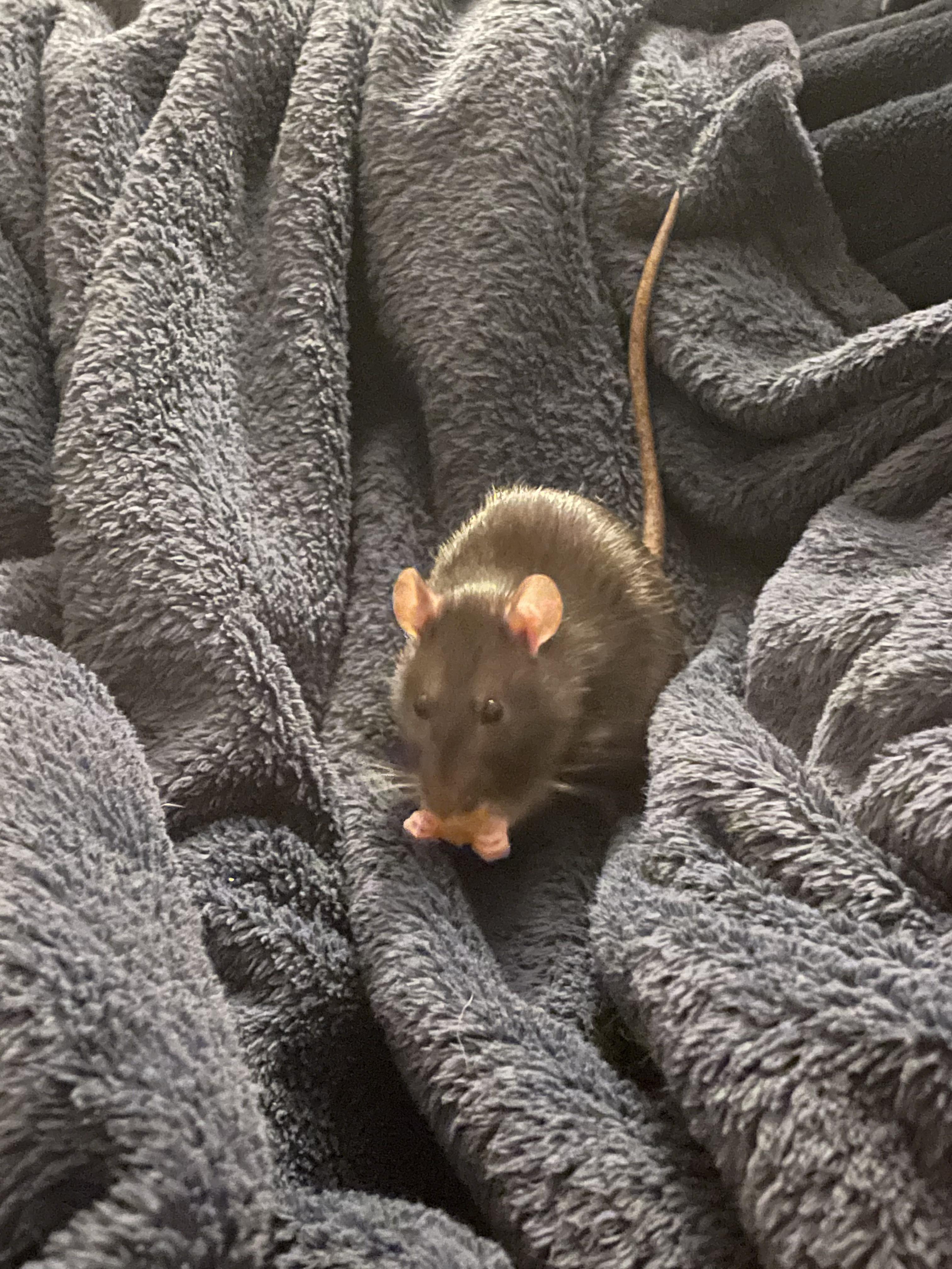 Remy eating a chip | Scrolller