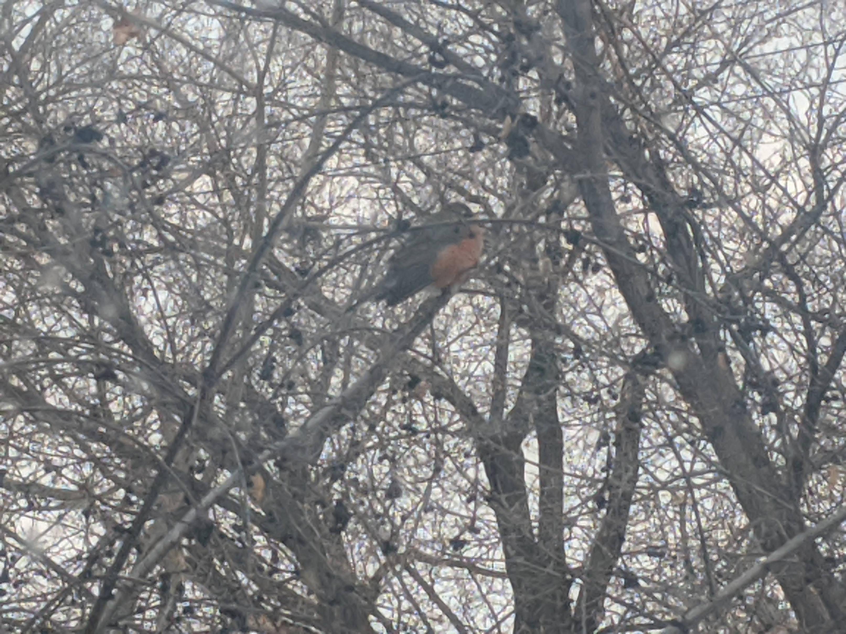 Resilient wild Robin borb | Scrolller