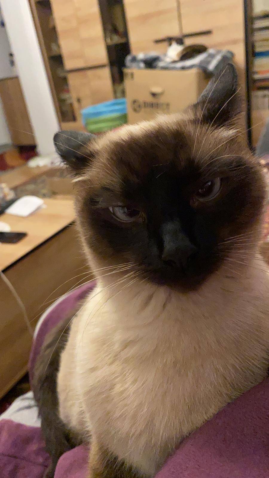 Resting bitch face | Scrolller