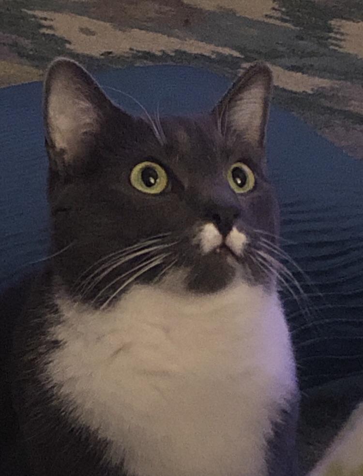 Reverse Kitler | Scrolller