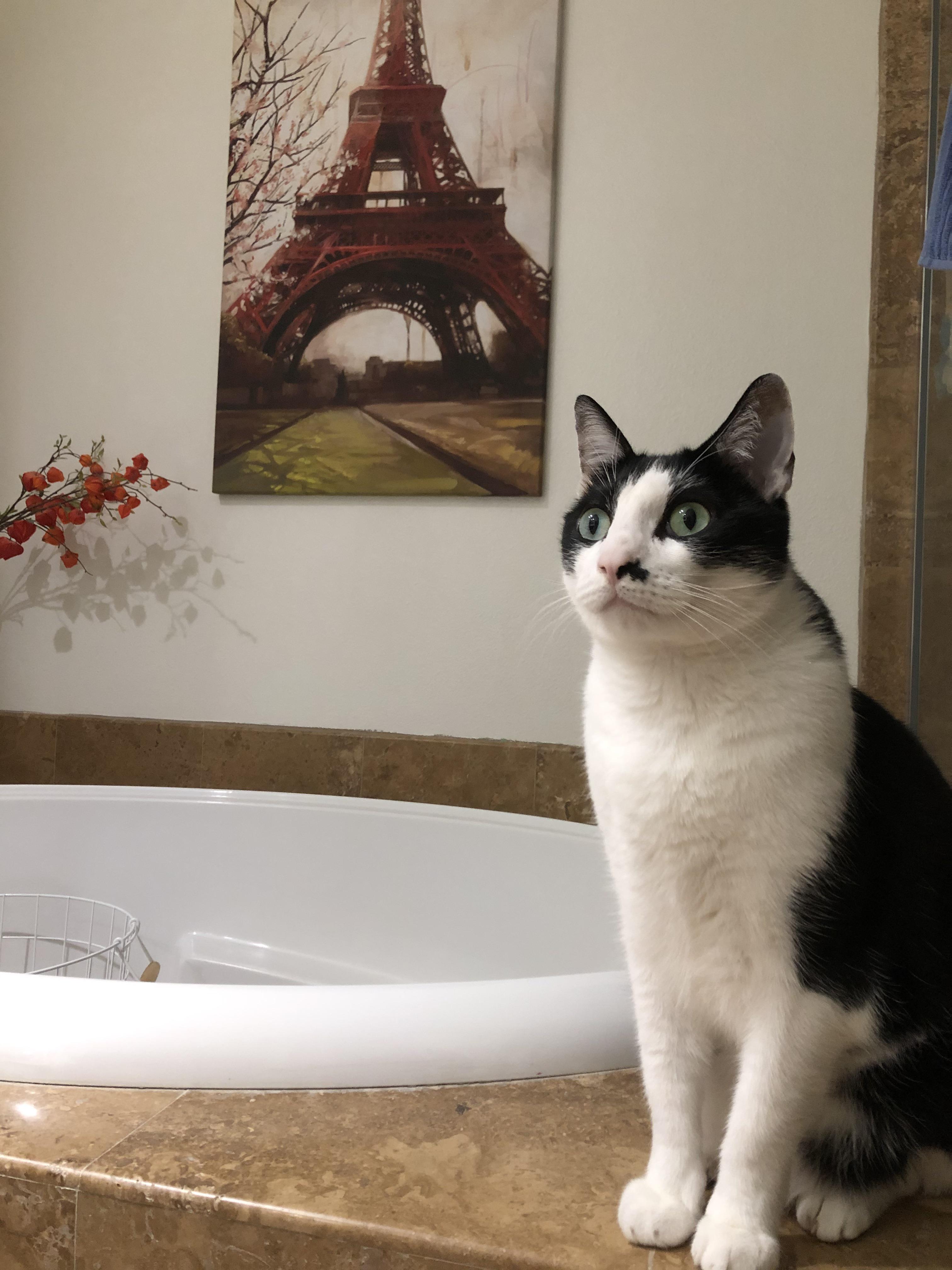 Rex looking exceptionally polite today by the bathtub. | Scrolller