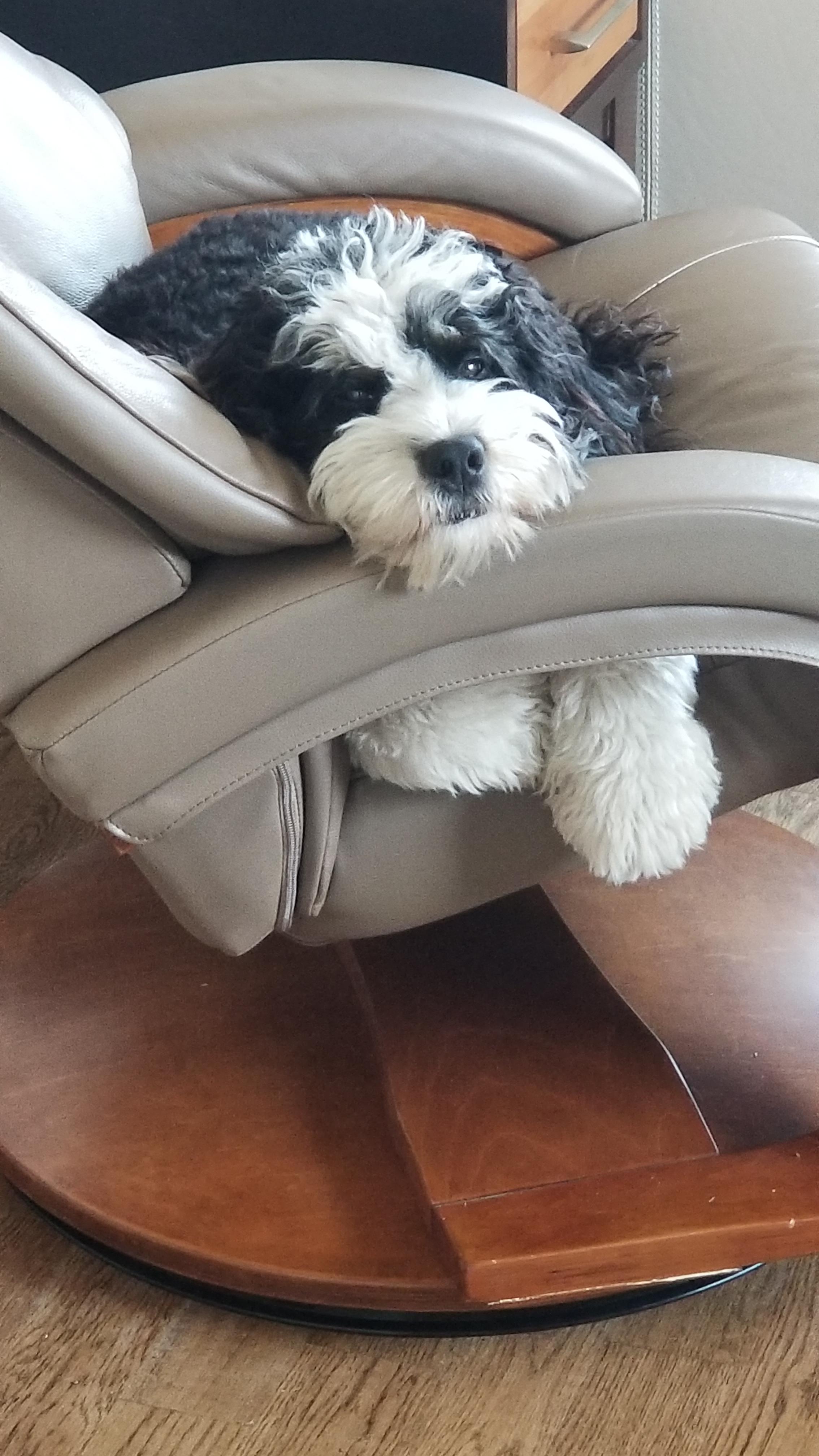 Reyka. 9.5 months Australian bernedoodle. Lounging in the lounge chair as she goes through her ...