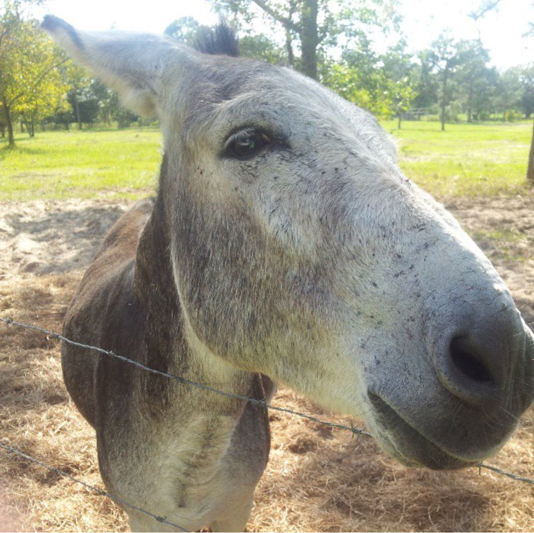 Ridiculously Photogenic Donkey | Scrolller