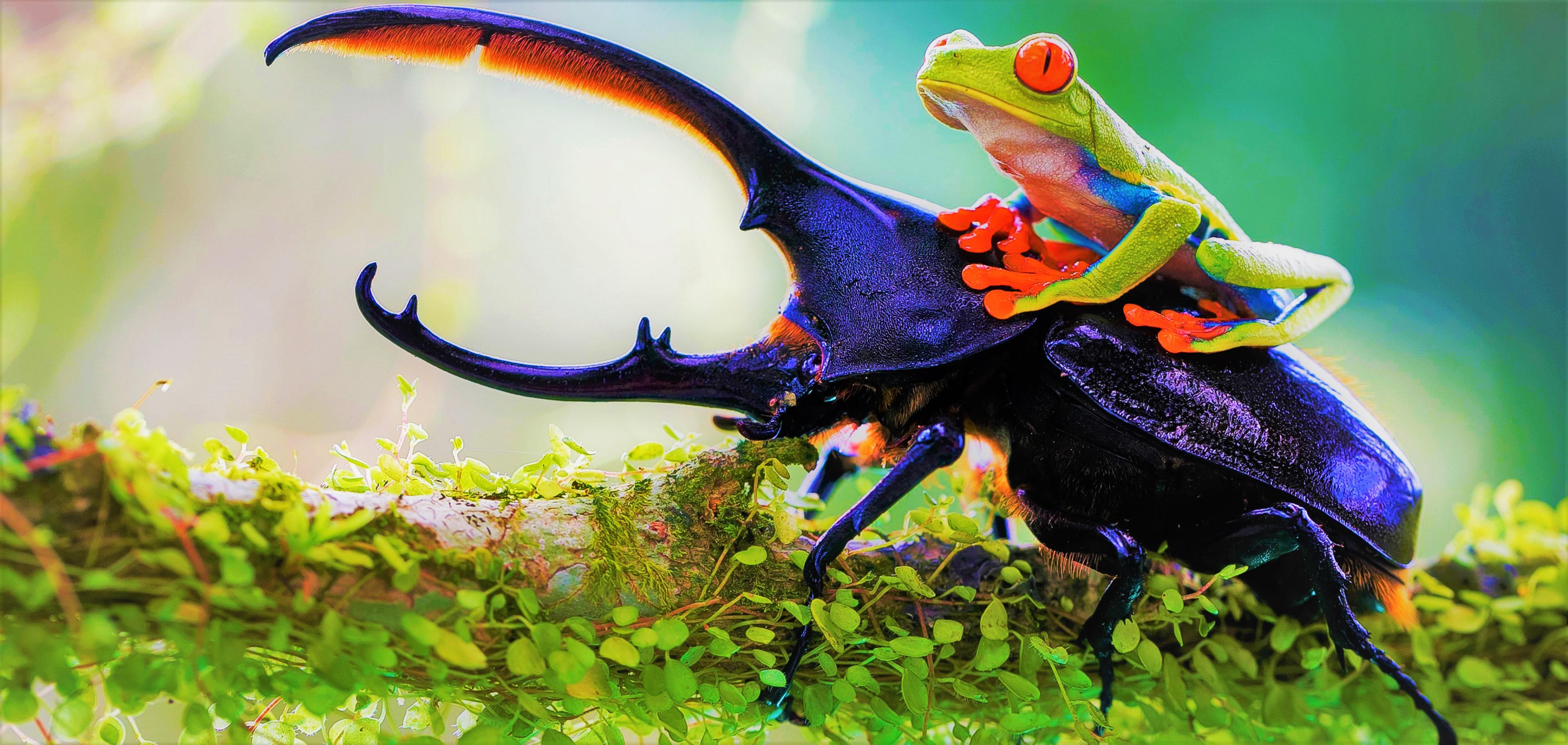 Riding beetle. | Scrolller