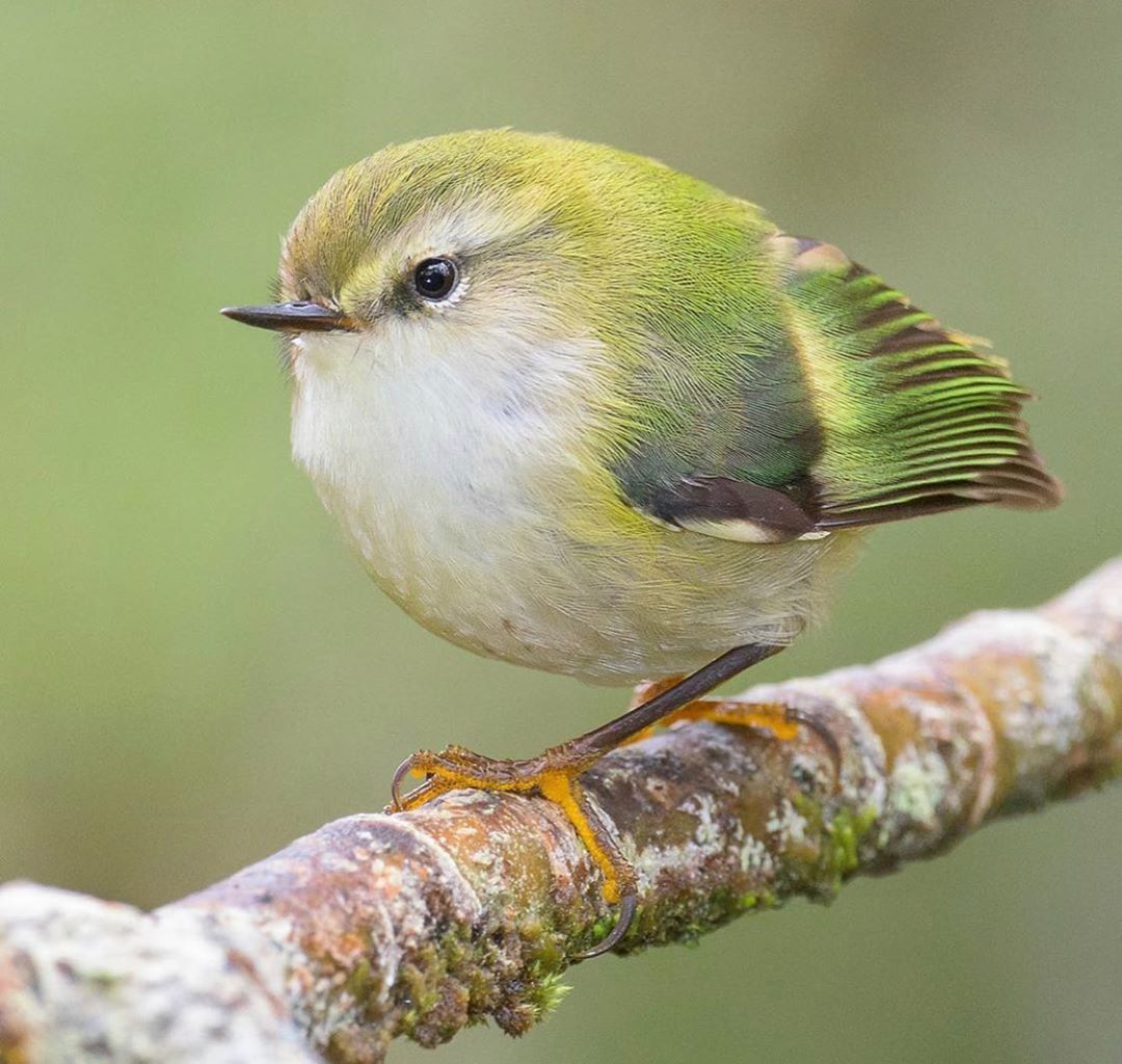 Rifleman Borb | Scrolller