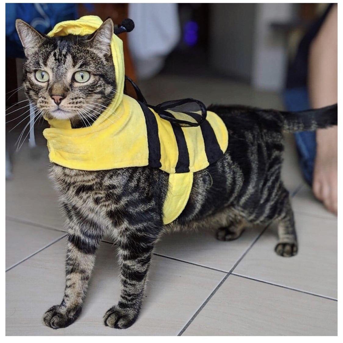 Rip beautiful boy 🖤💛 | Scrolller