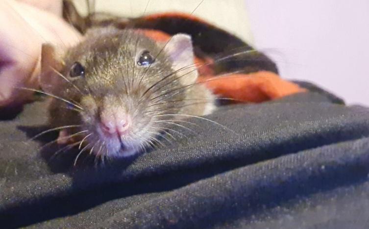 RIP Squeak, my last rat baby. | Scrolller