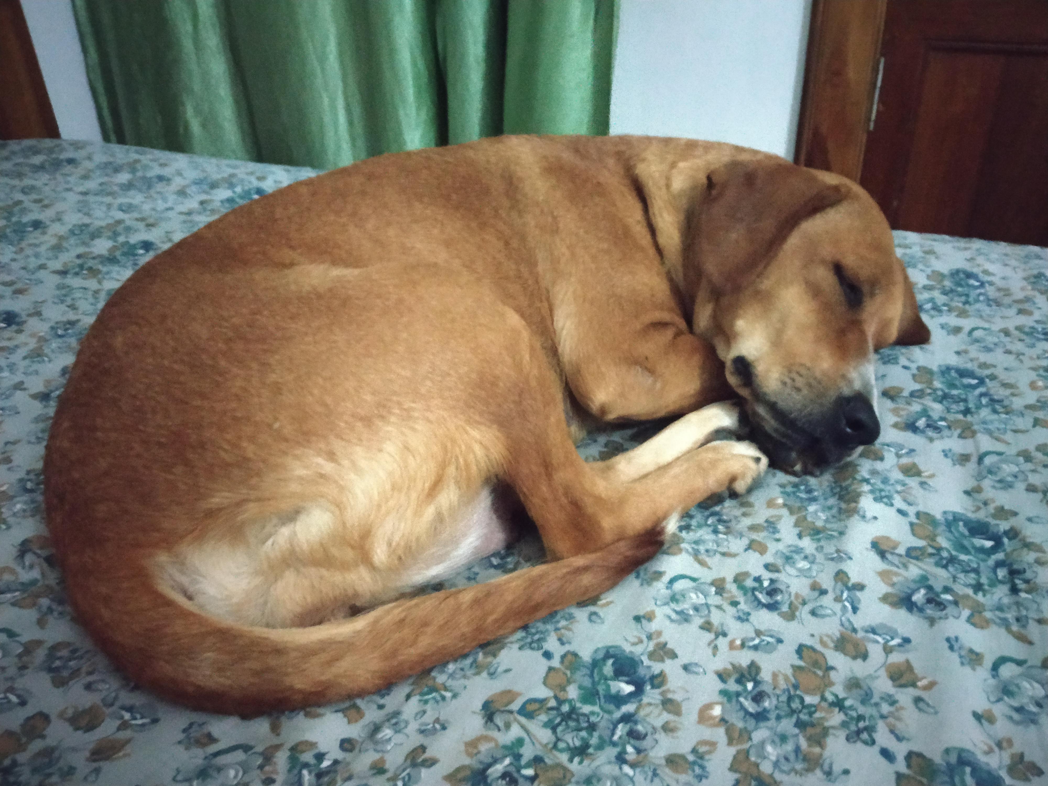 RIP to a dear friend | Scrolller