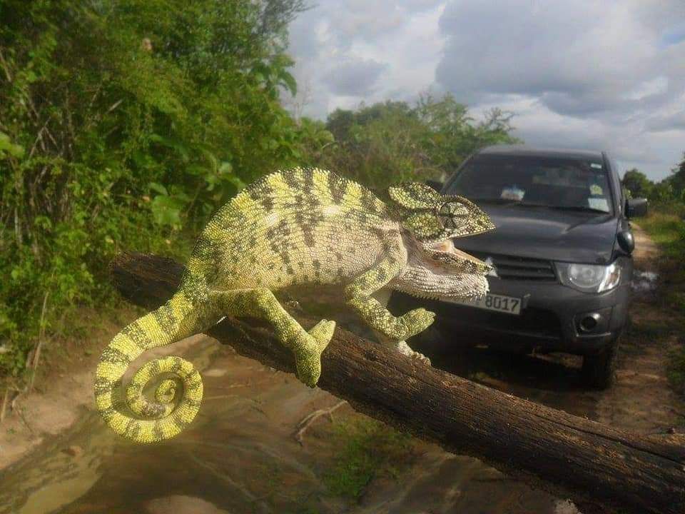 🔥 Roadside Chameleon | Scrolller