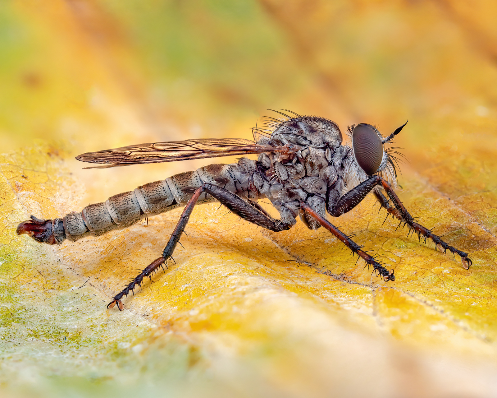 Robber Fly | Scrolller