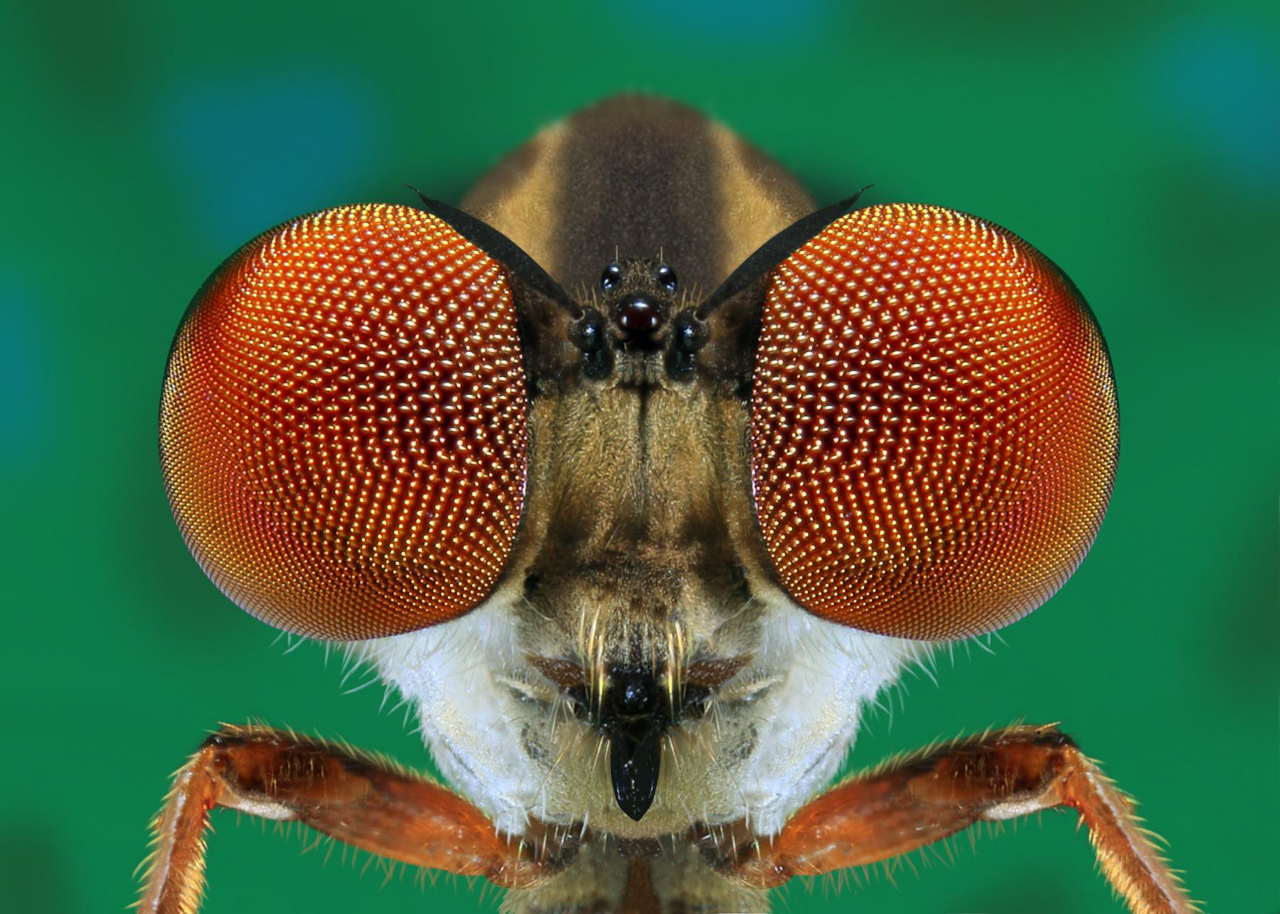 Robber fly eyes up close | Scrolller