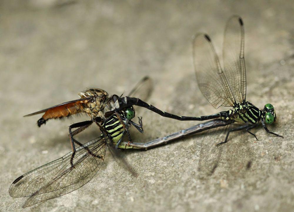 Robber fly hunts a mating dragonfly | Scrolller