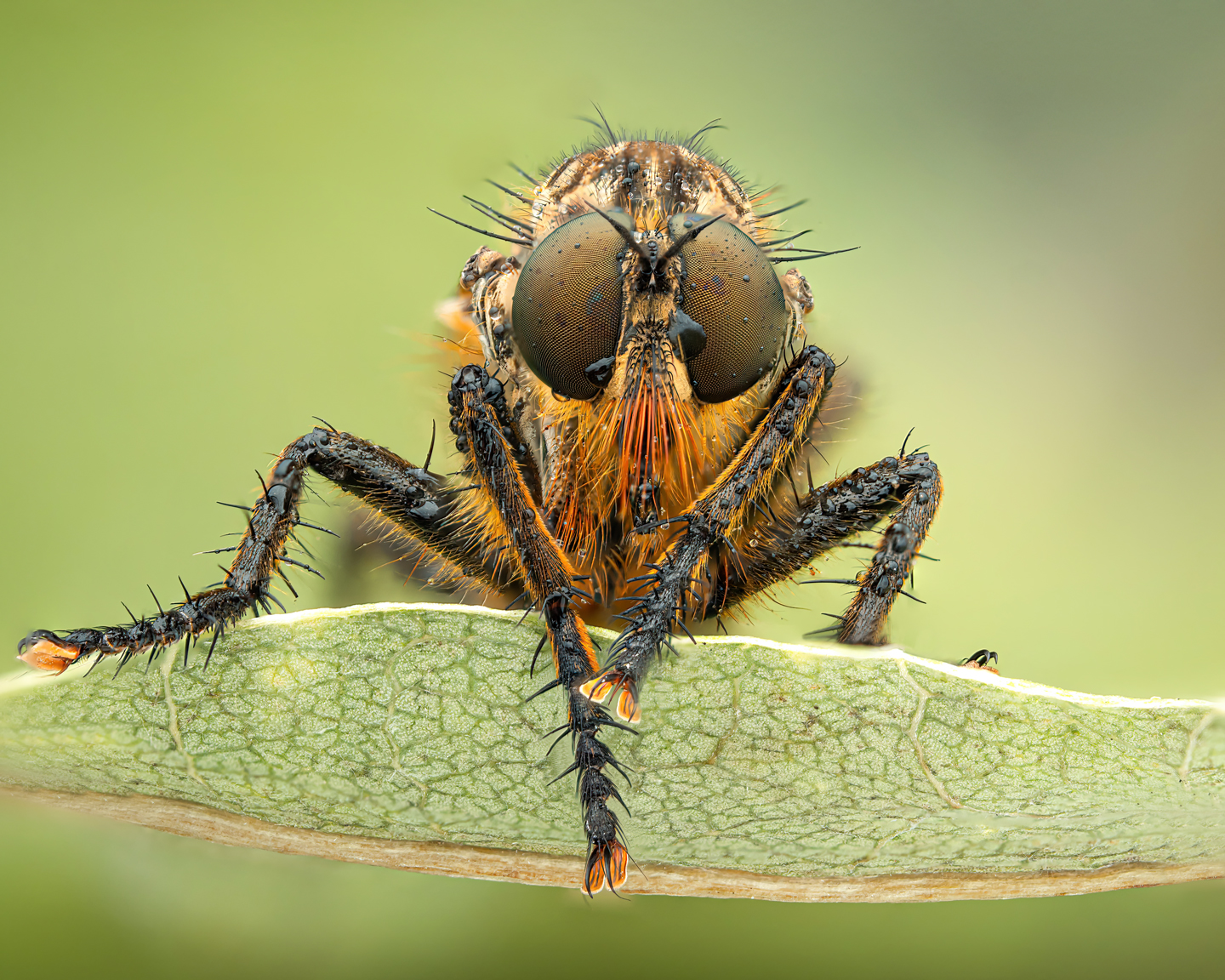 robber fly | Scrolller
