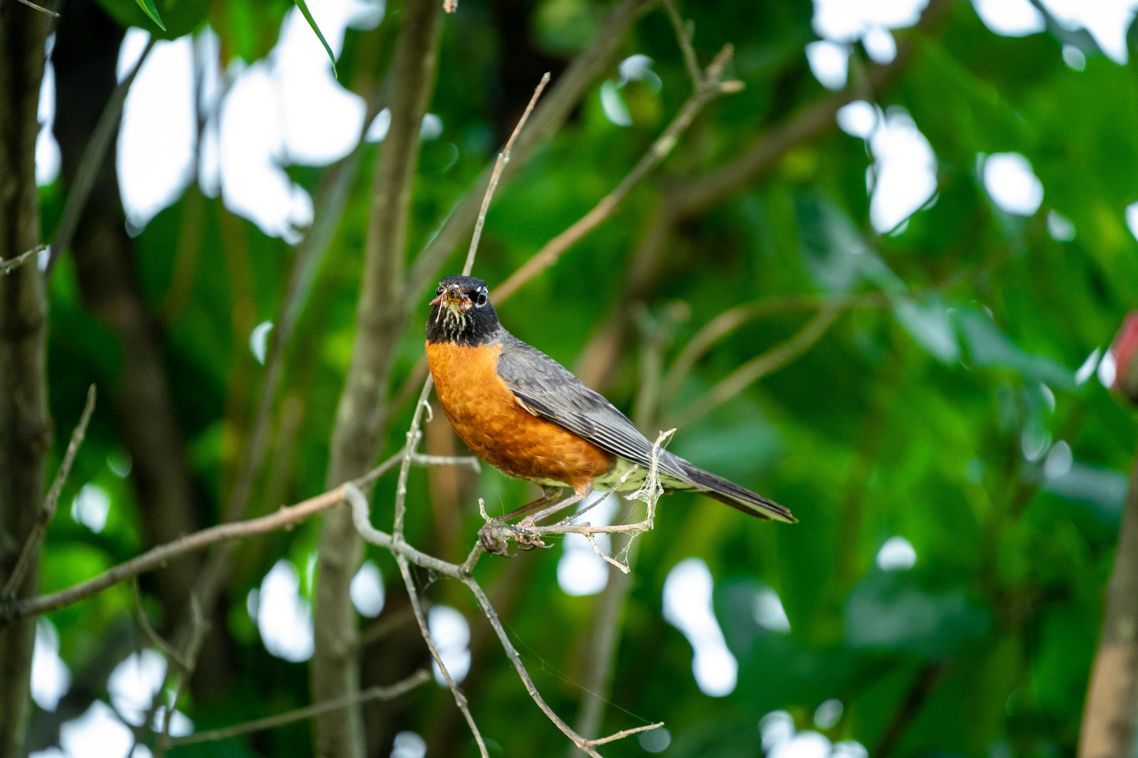Robin Snacking on Worms | Scrolller