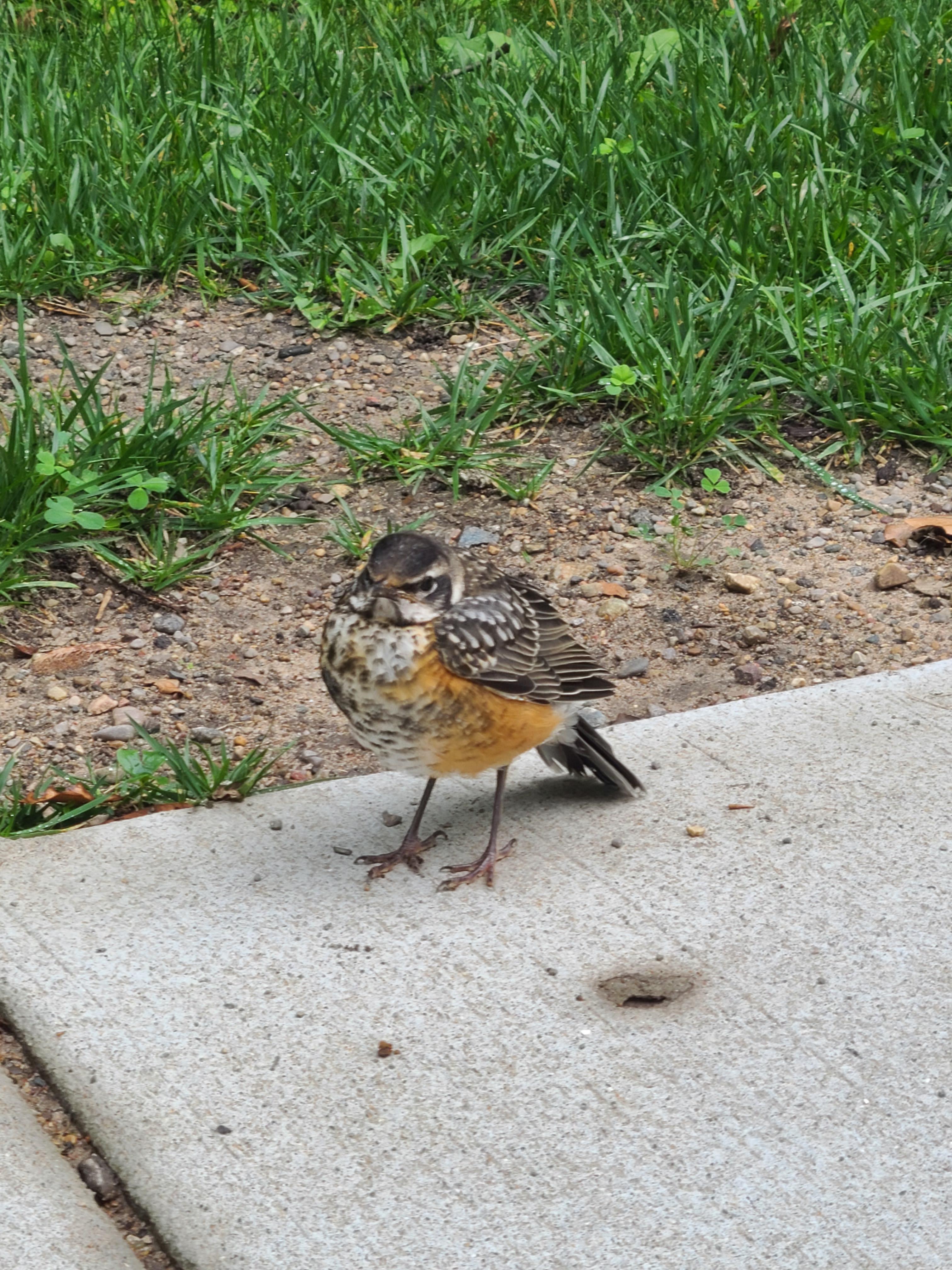 Robin Striking a Pose | Scrolller