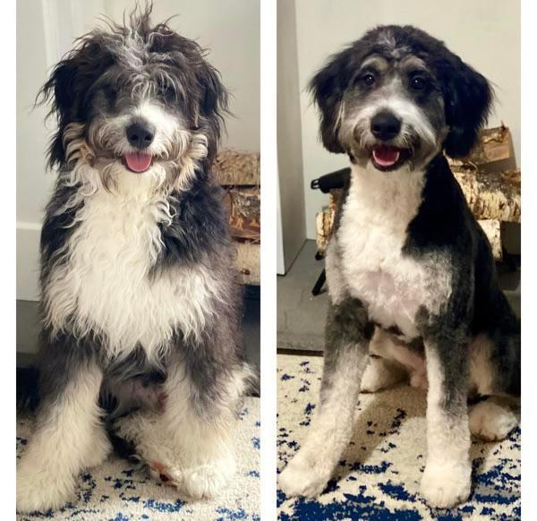 Rocky’s first groom/cut at 9 months old | Scrolller