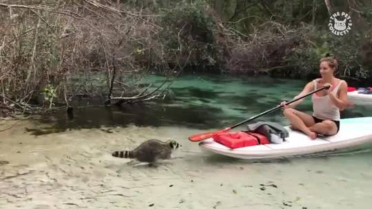 Roll for Stealth | Scrolller