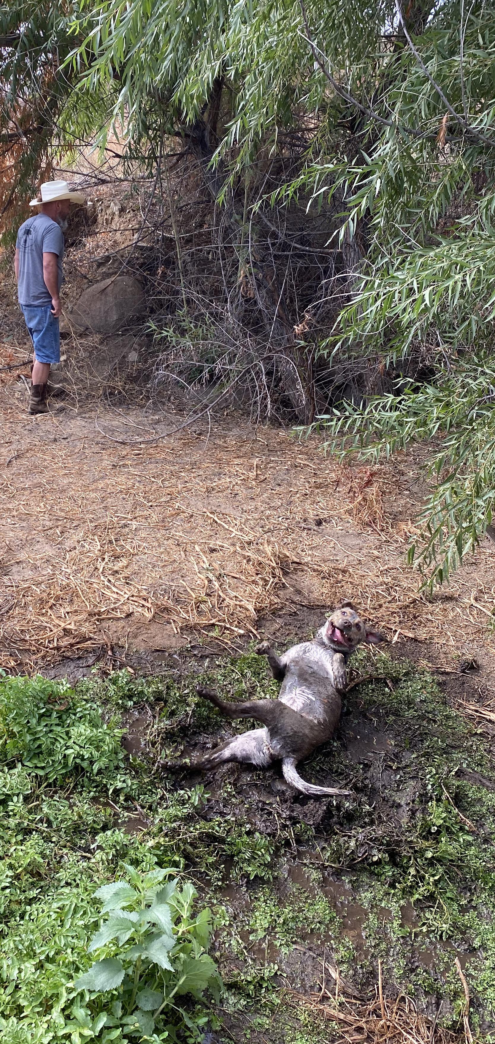 Rolling in the mud and loving it! That face though. | Scrolller