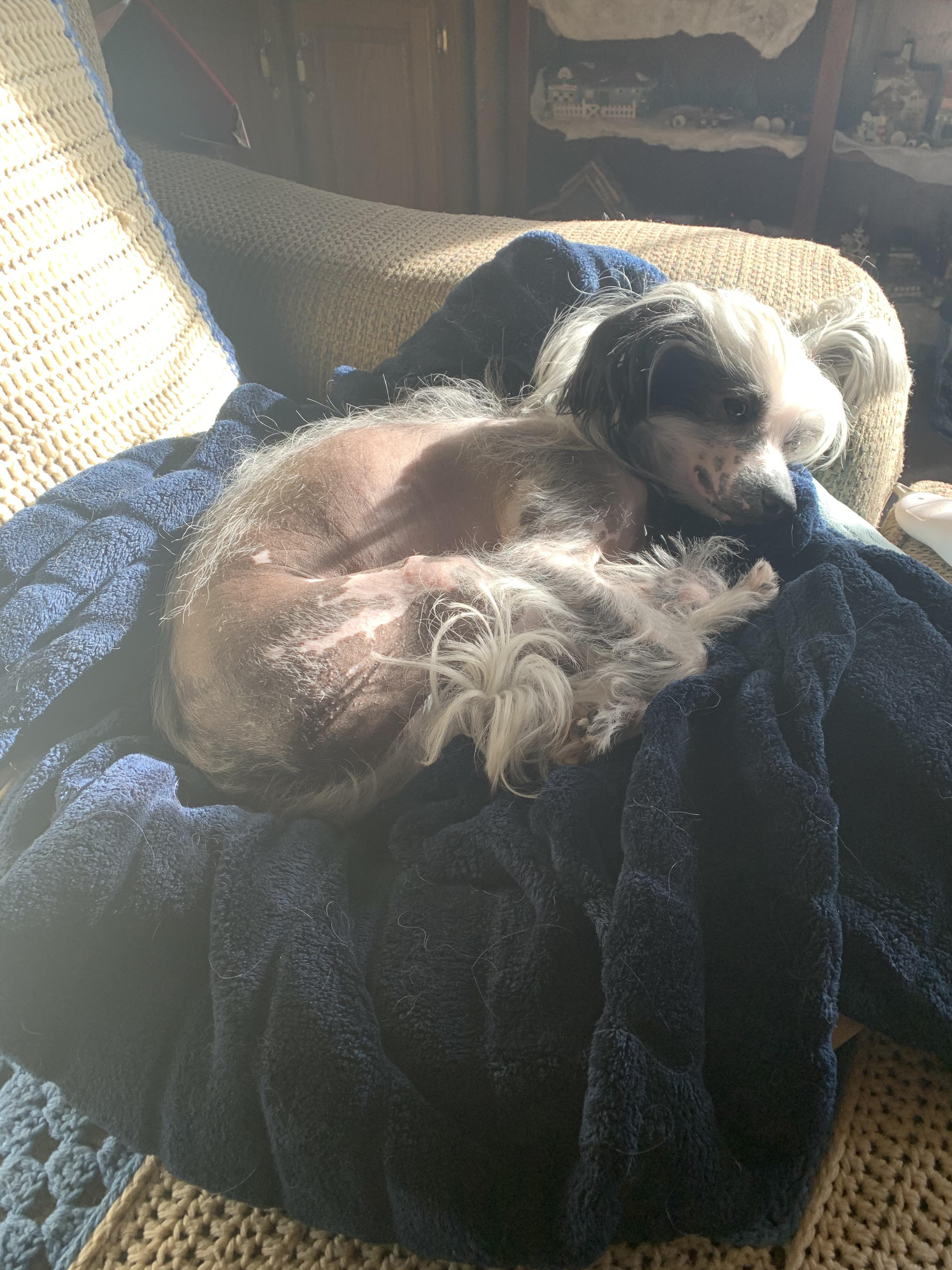 Romeo turns 2 tomorrow! Time just flies by. | Scrolller