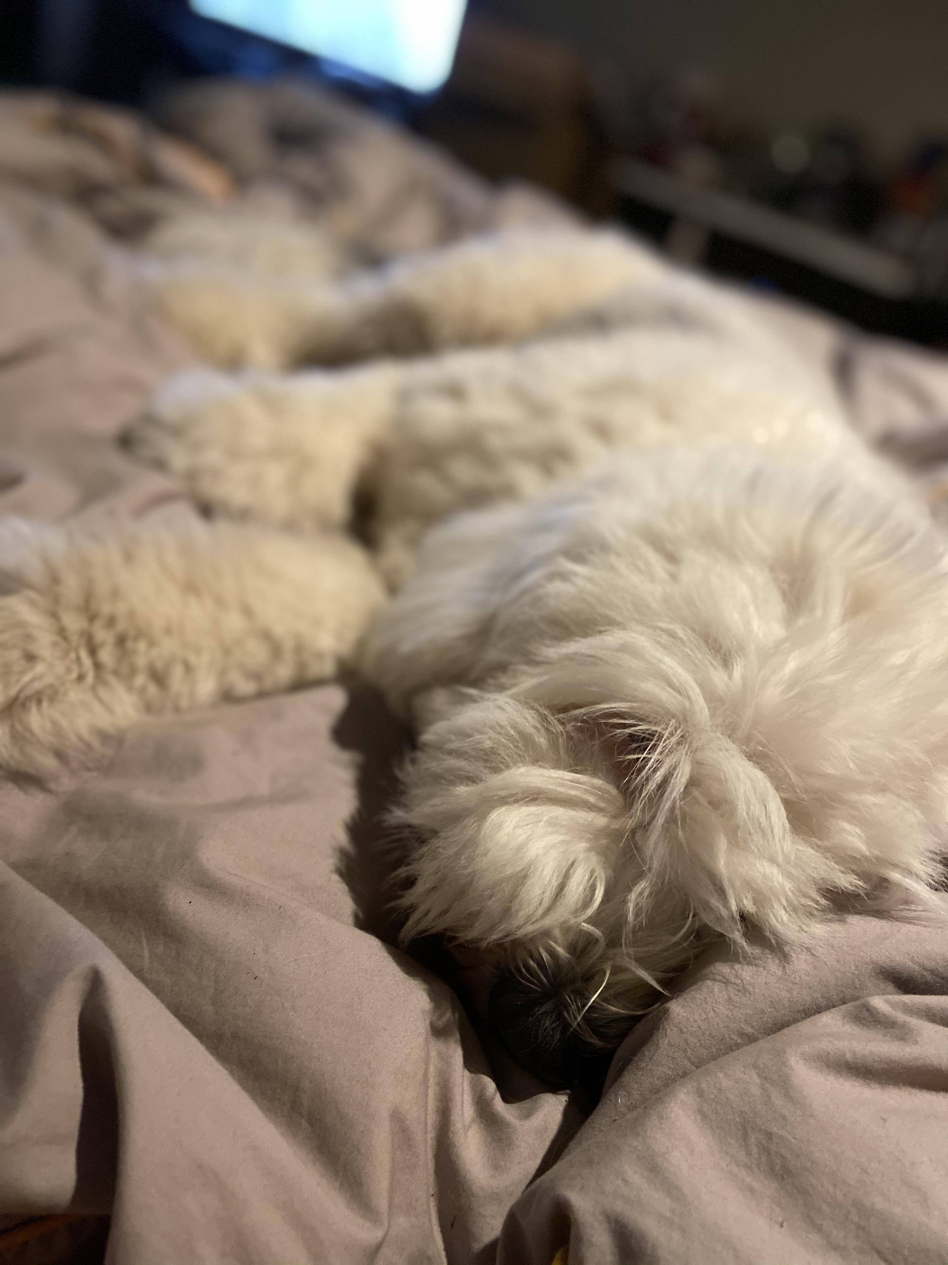 Roni loves to cuddle | Scrolller