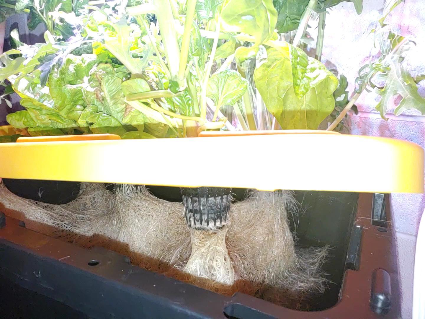 Root development in my hydroponic system | Scrolller